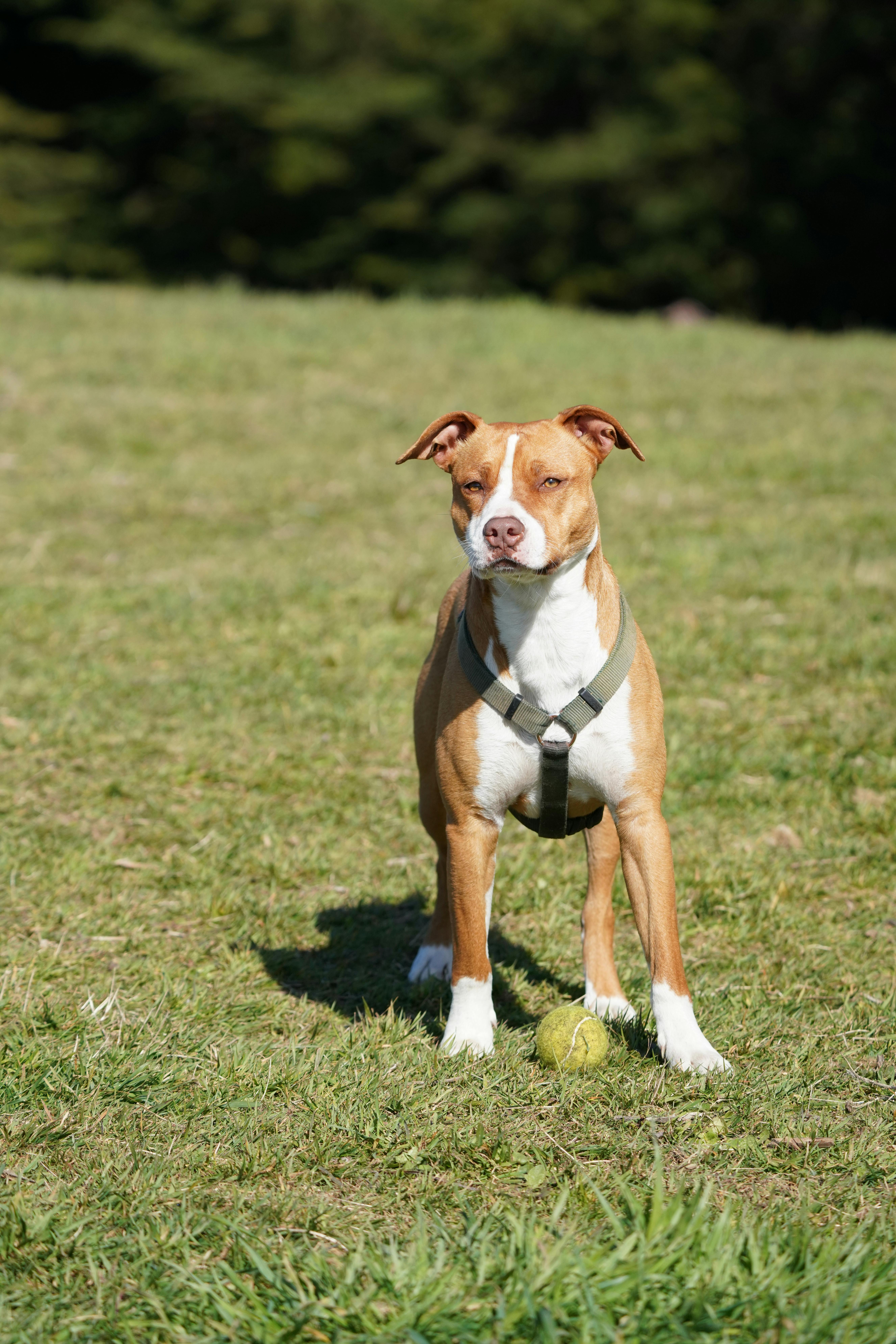 Perro Pitbull En Bangladesh Photos, Download The BEST Free Perro ...