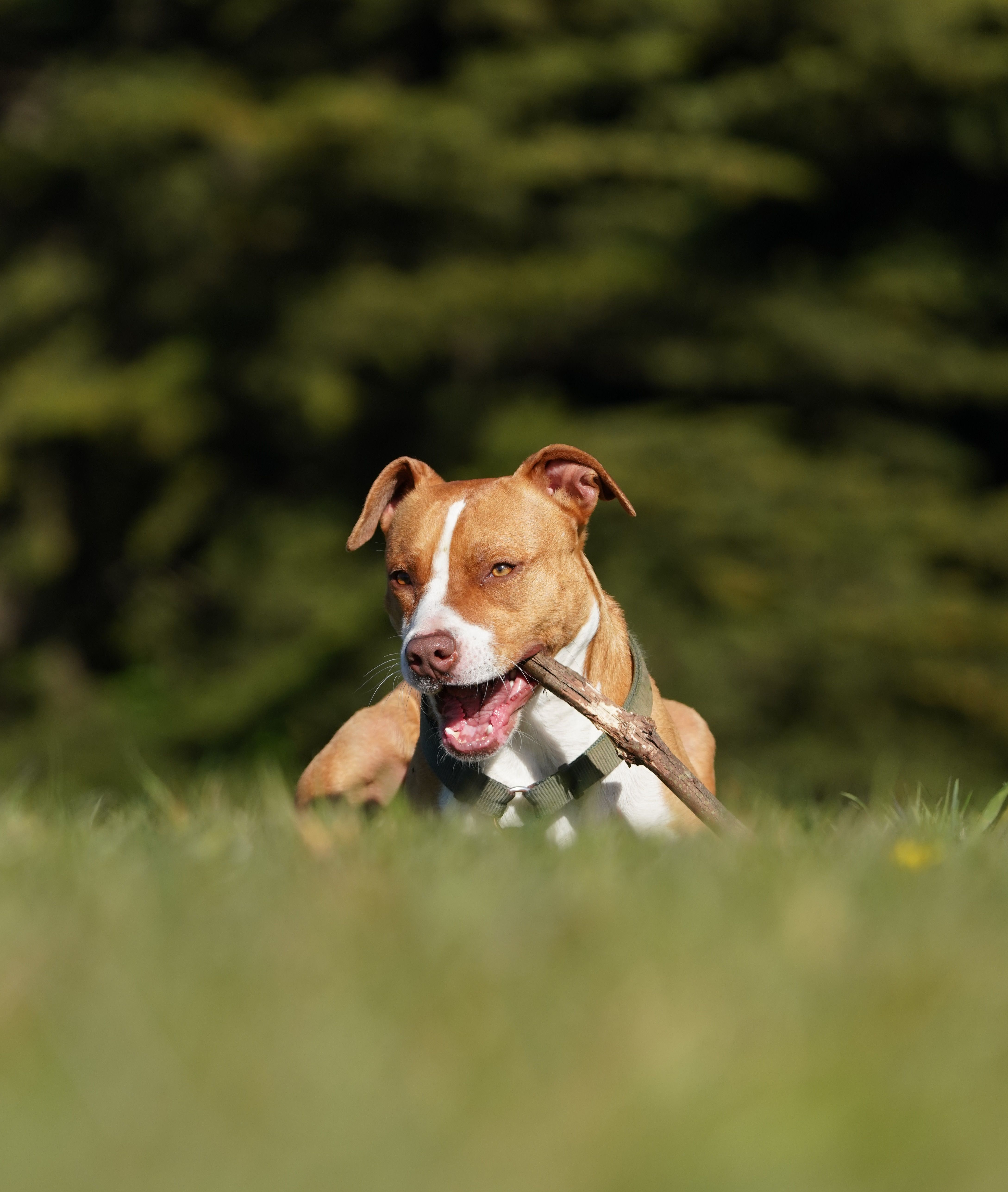 Pitbul Photos, Download The BEST Free Pitbul Stock Photos & HD Images