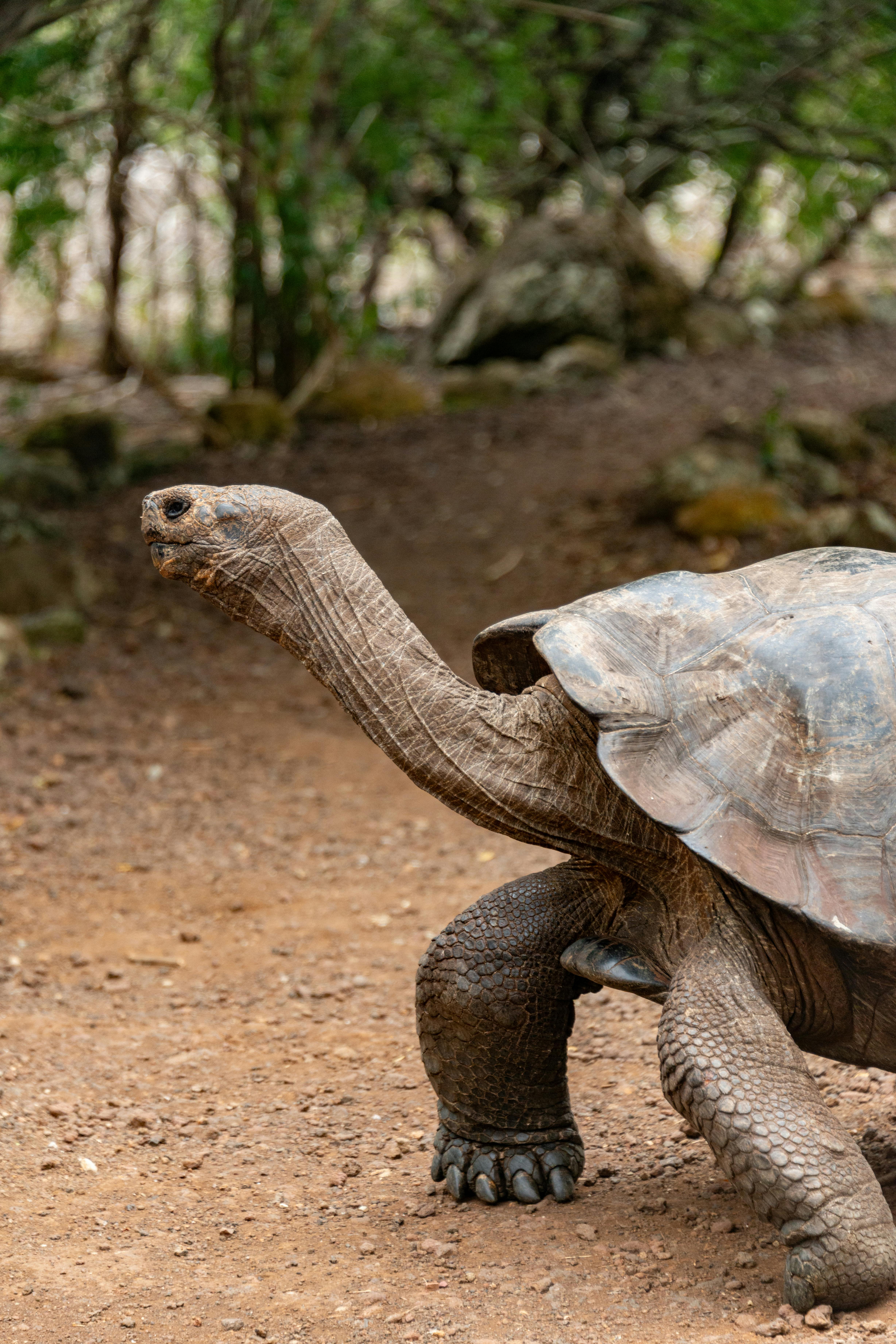 Close-up of a Giant Tortoise · Free Stock Photo