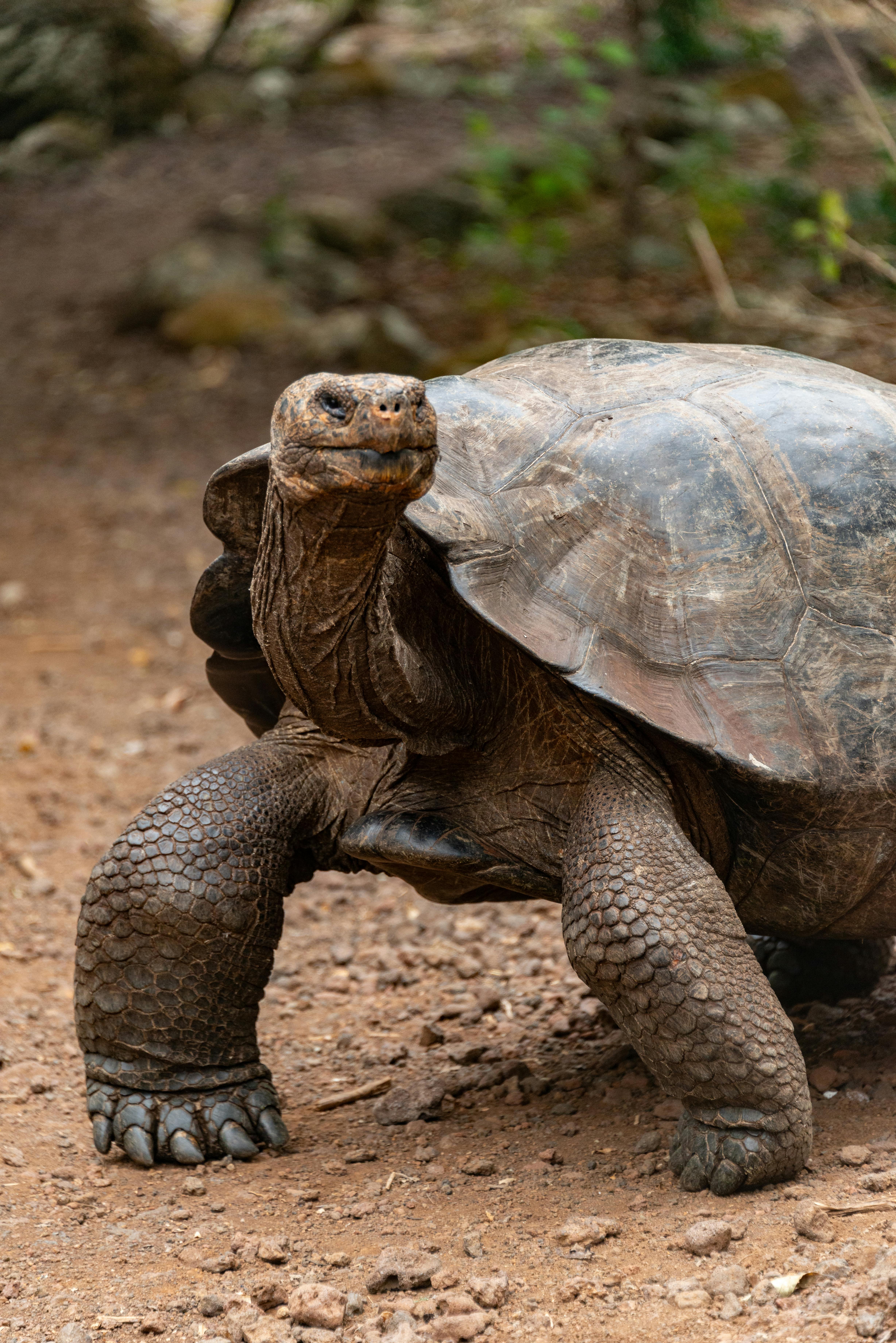 Tortoise on Rock · Free Stock Photo