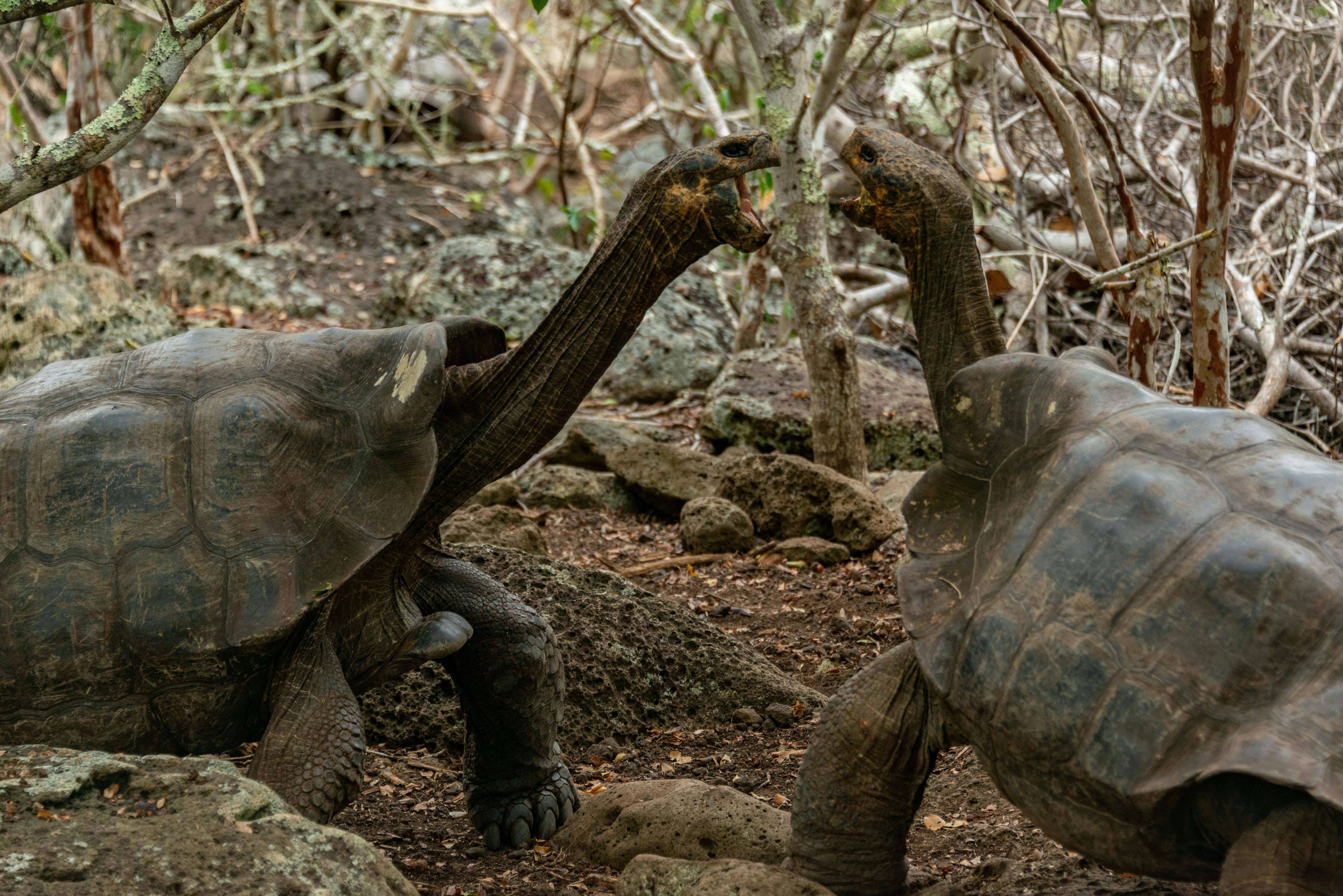 Fighting Tortoises in Nature · Free Stock Photo