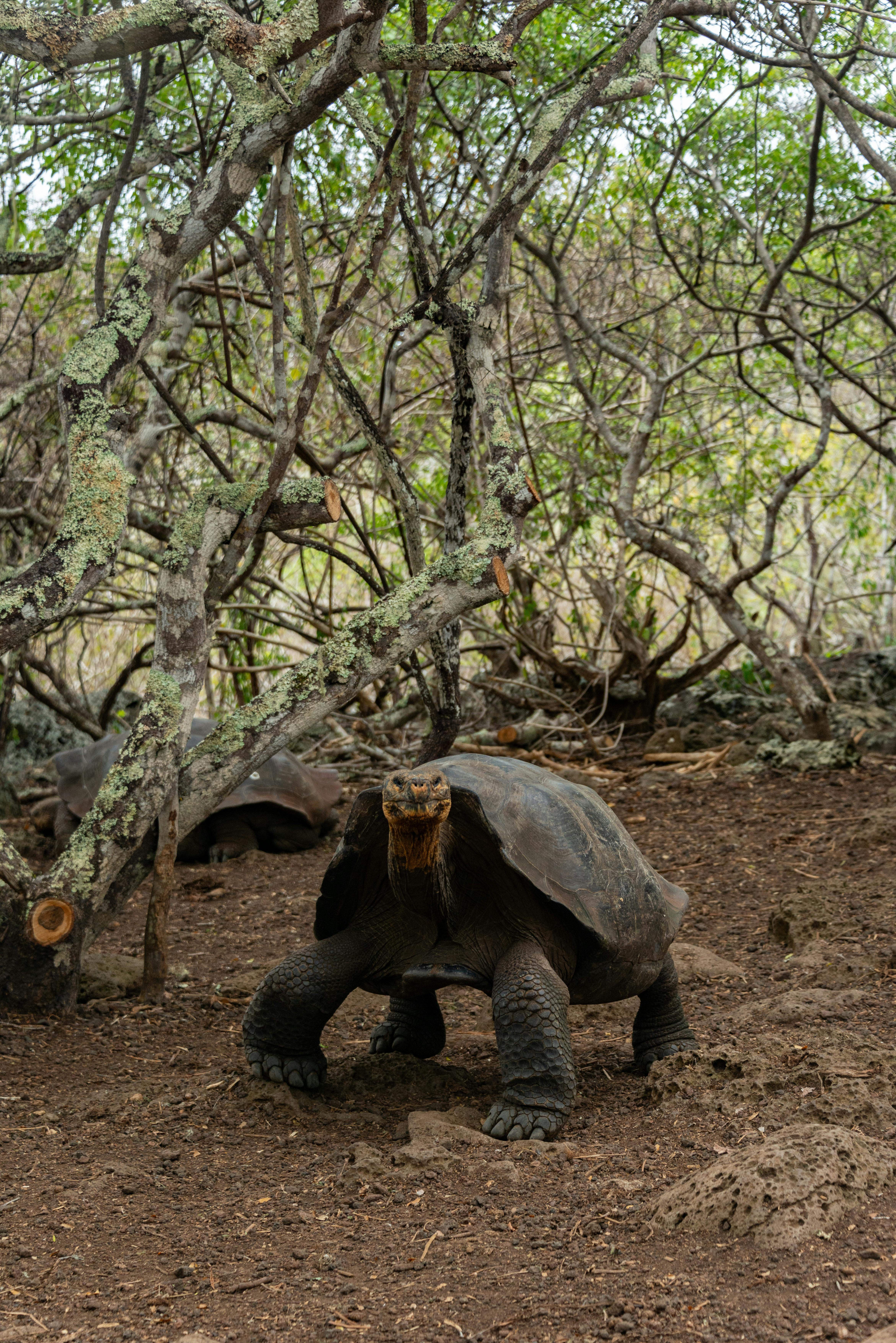 Tortoise by Trees · Free Stock Photo