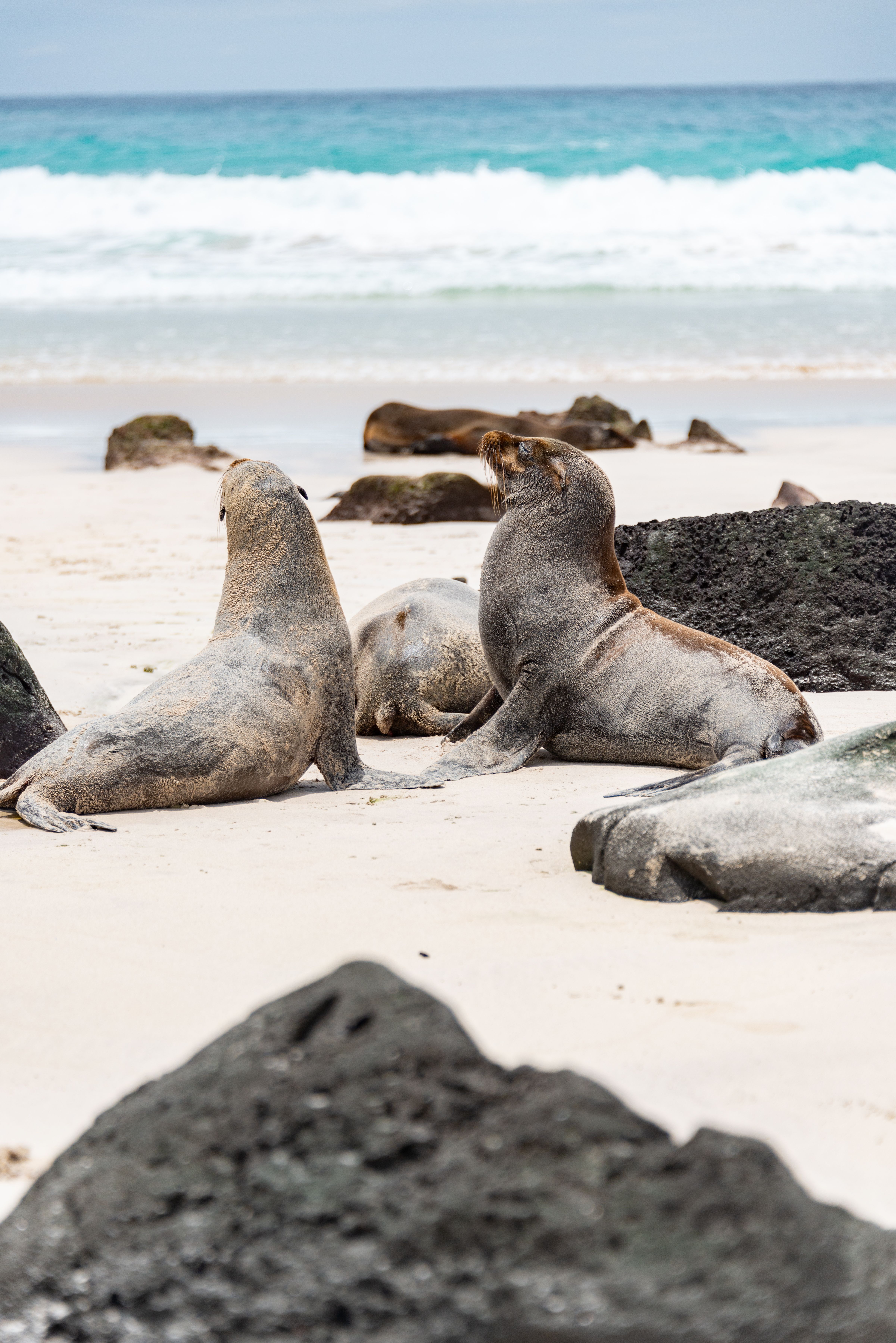 Seals on Beach on Sea Shore · Free Stock Photo
