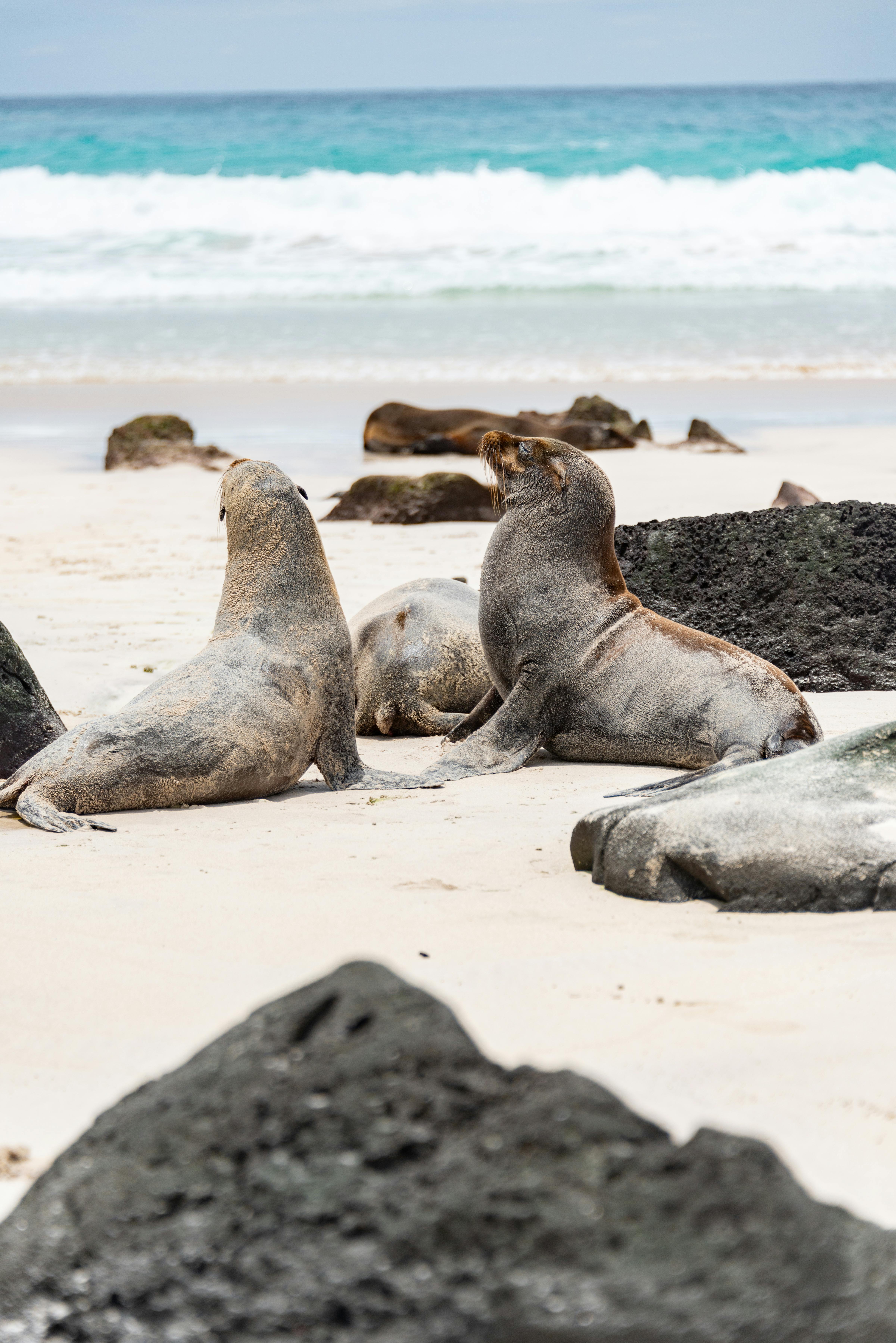 Seals on Rocks on Sea Shore · Free Stock Photo