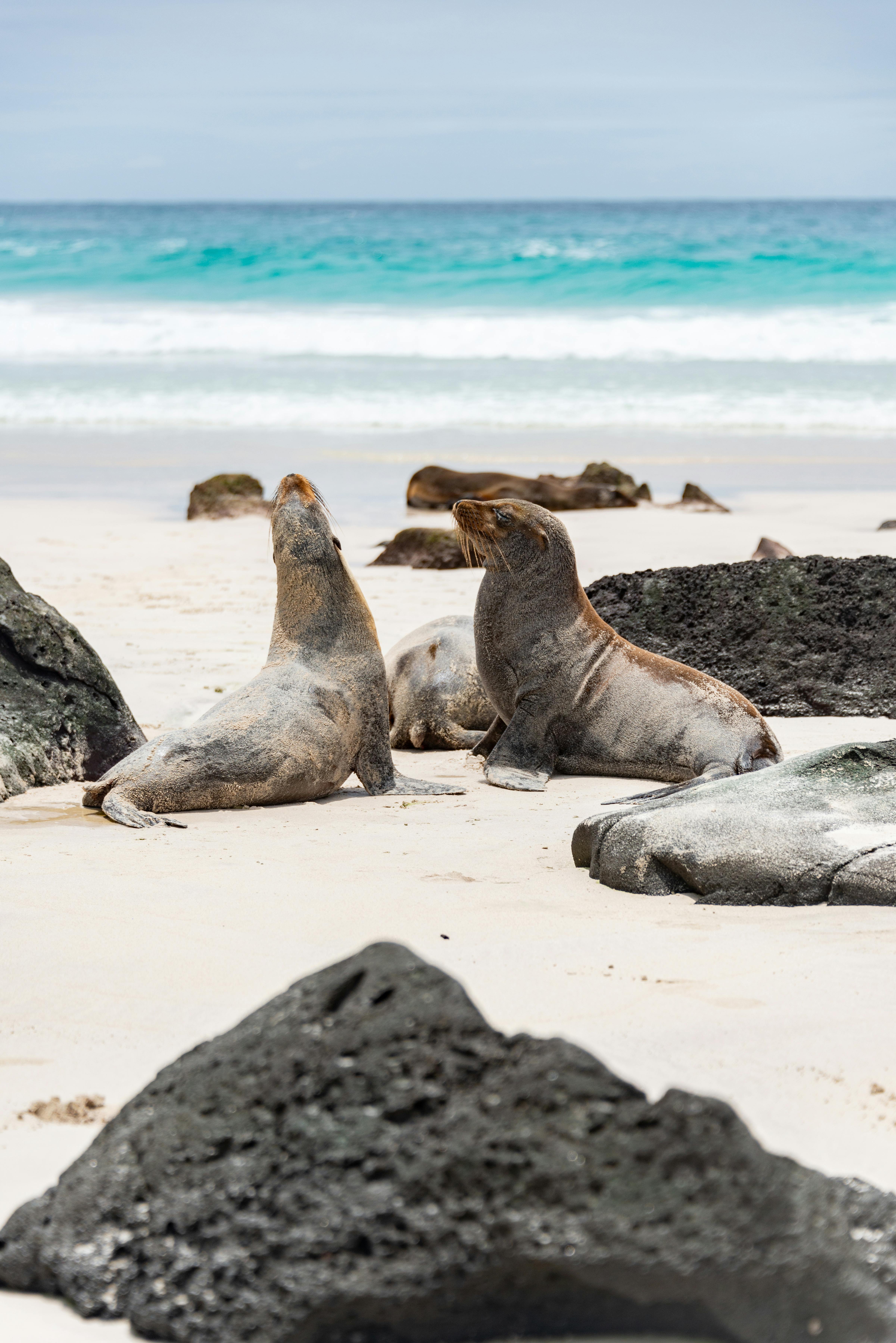 Foto profissional gratuita de à beira mar, américa do sul, animais ...