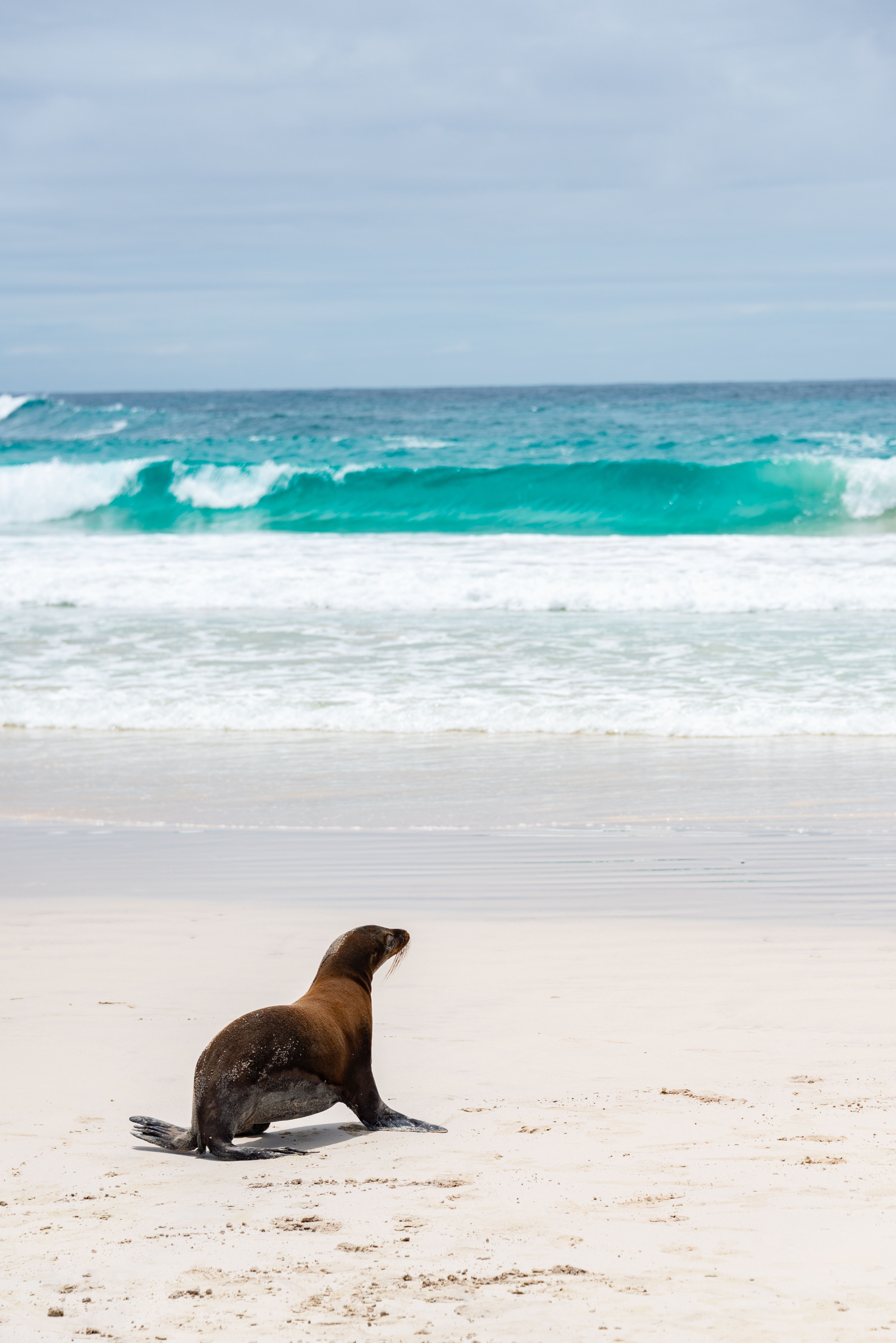 Seal on Beach · Free Stock Photo
