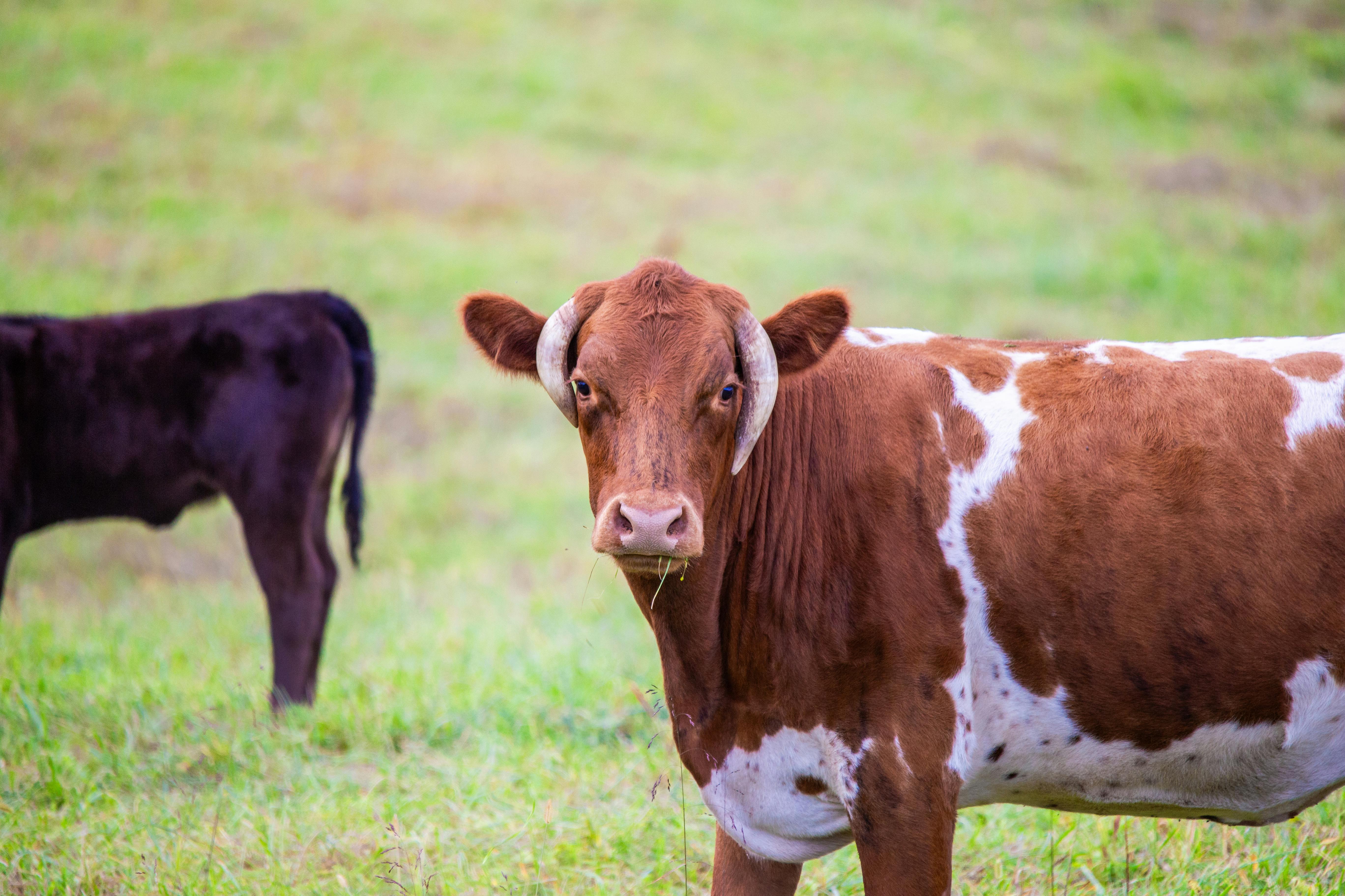 Portrait of Cow Standing in Pasture · Free Stock Photo