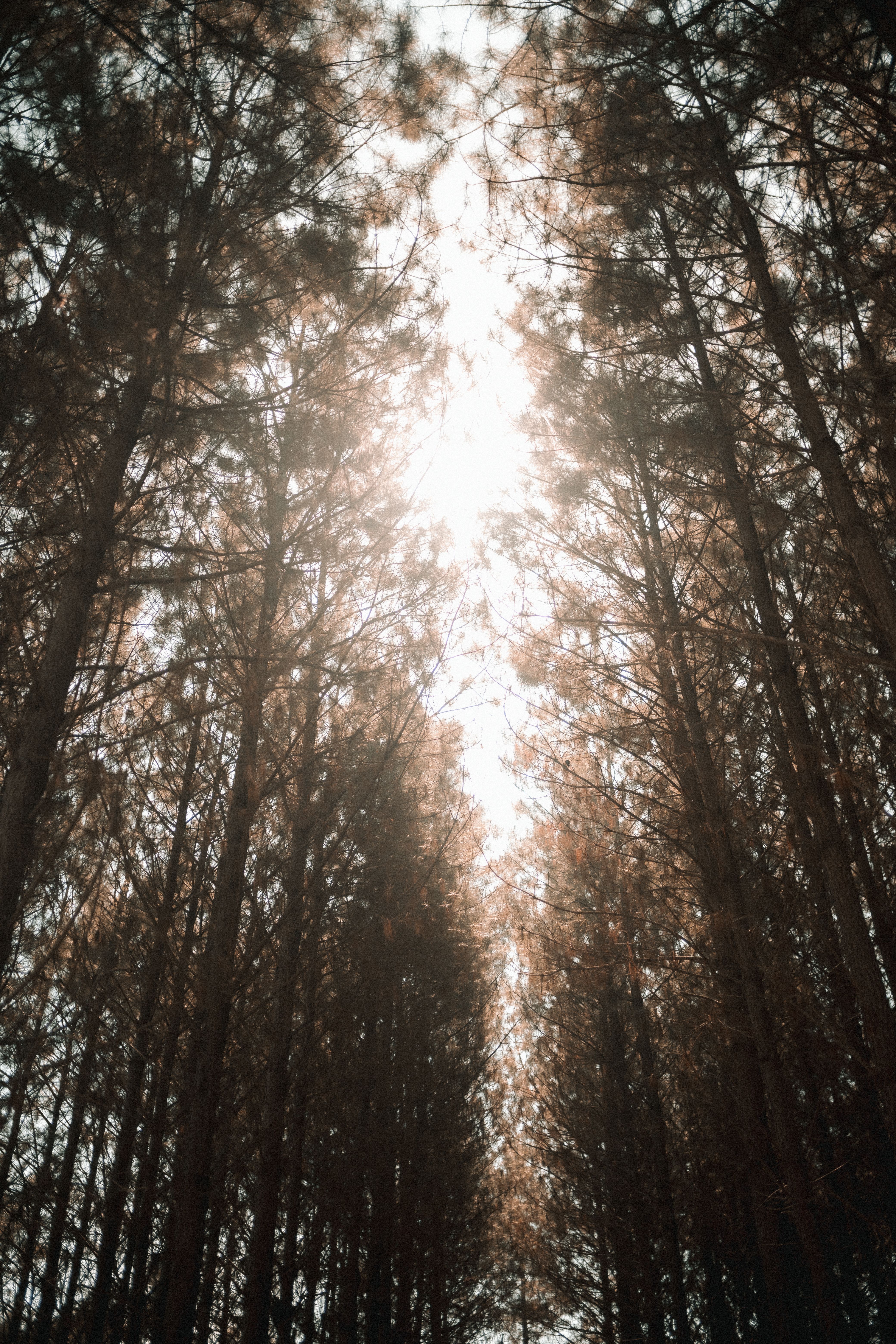 Sun Shining Through the Trees · Free Stock Photo