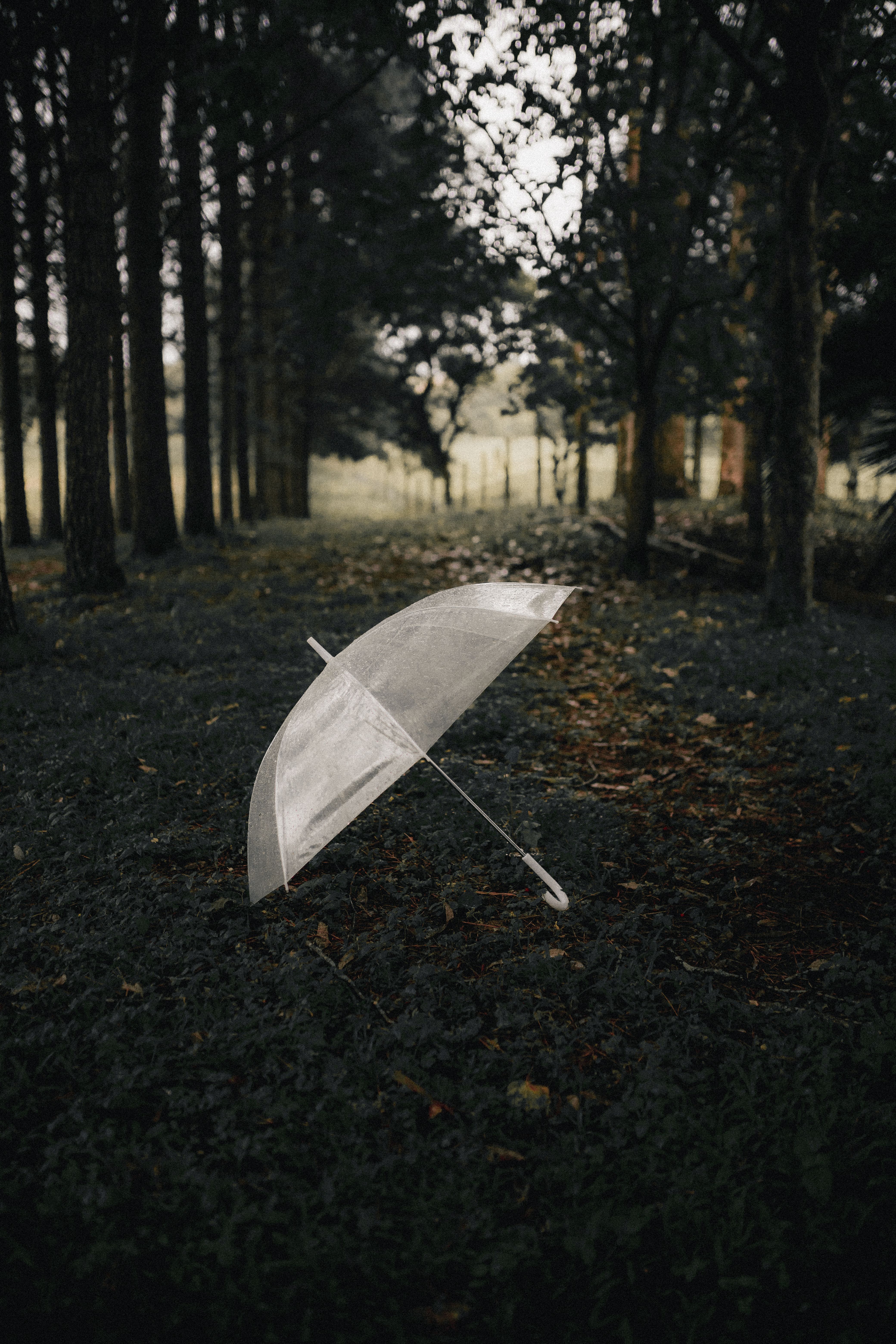 Umbrella in a Forest · Free Stock Photo