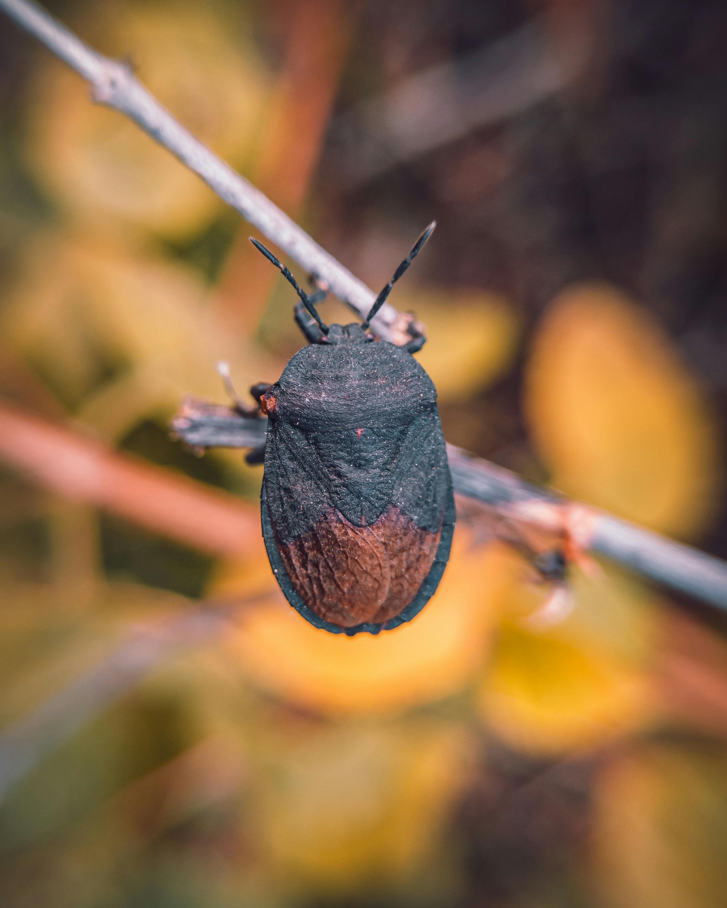 Closeup of Conchuela Stink Bug · Free Stock Photo
