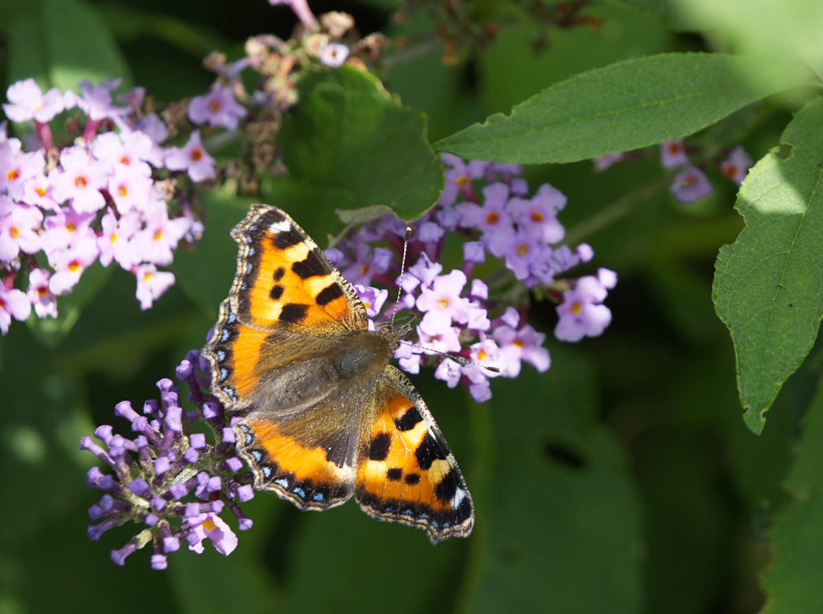 Magic Butterfly Wallpaper Photos, Download The BEST Free Magic ...