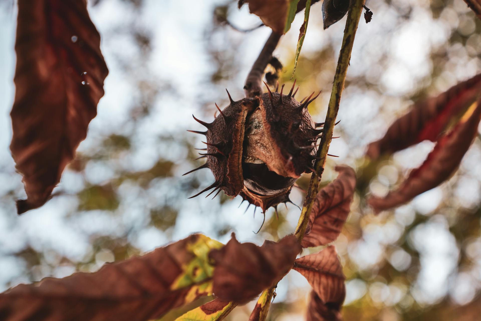 A Comprehensive Guide to Understanding Chestnut Horse Colors