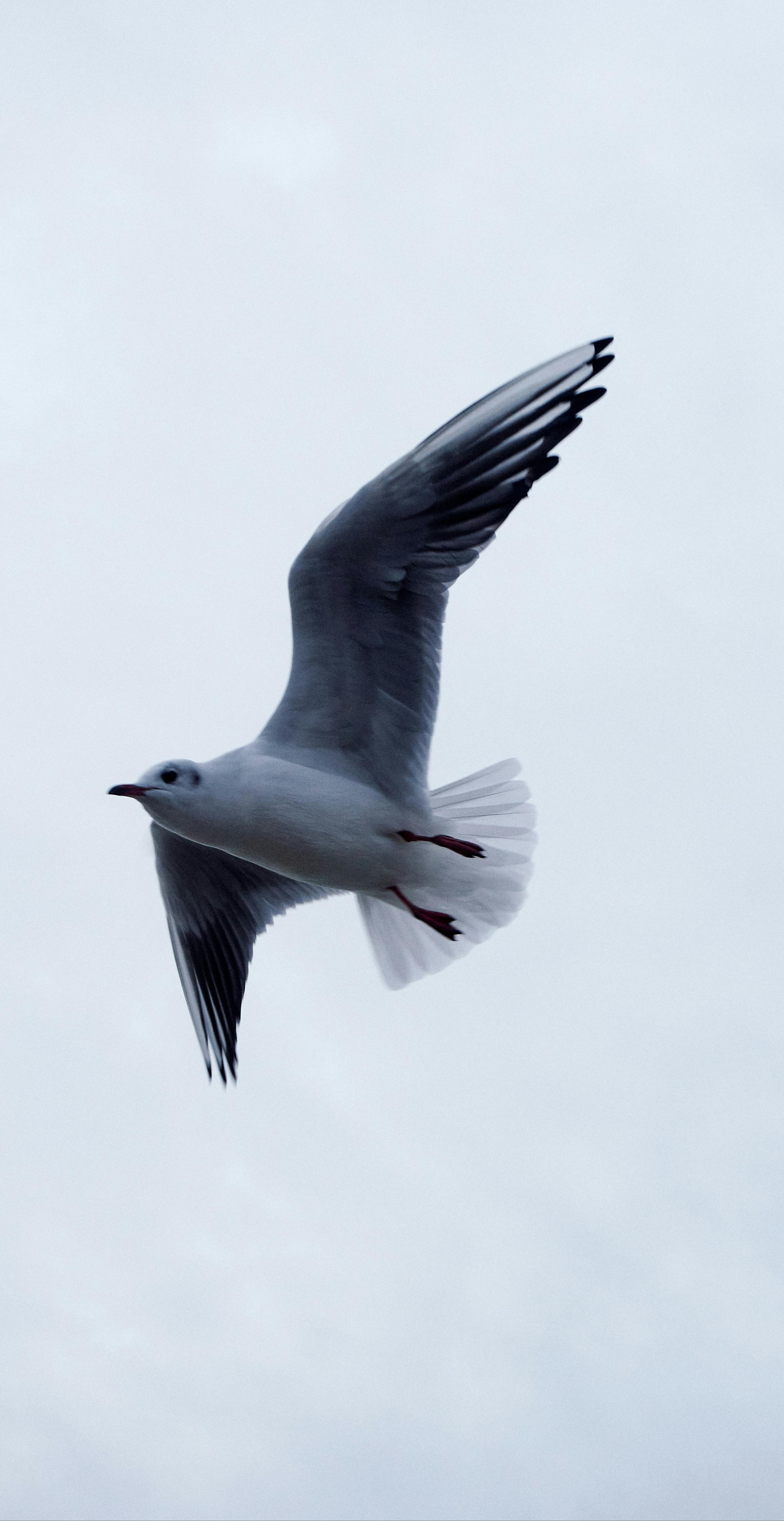 Close-Up Shot of a Seagull Flying · Free Stock Photo