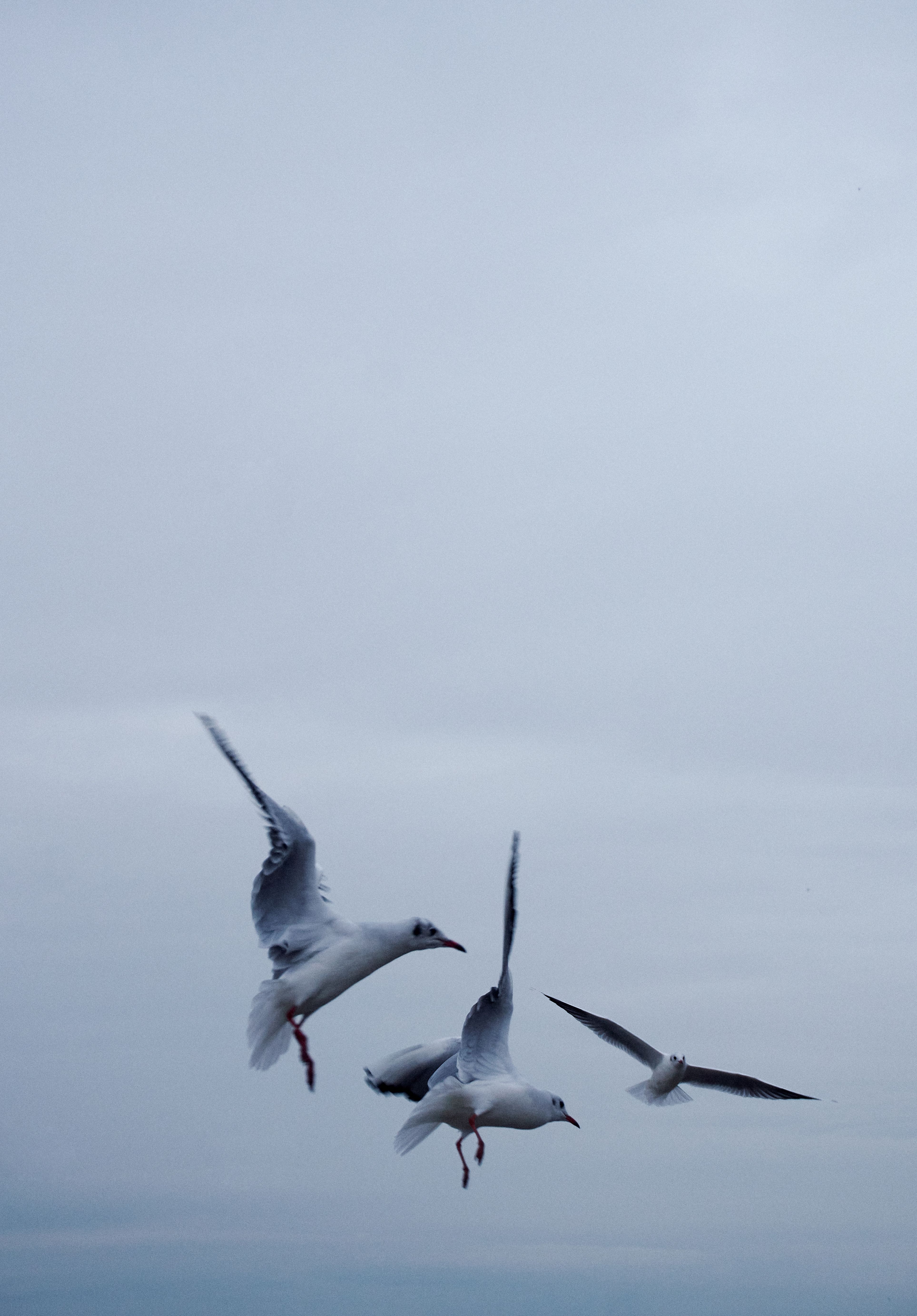 Flying Seagulls Photos, Download The BEST Free Flying Seagulls Stock ...