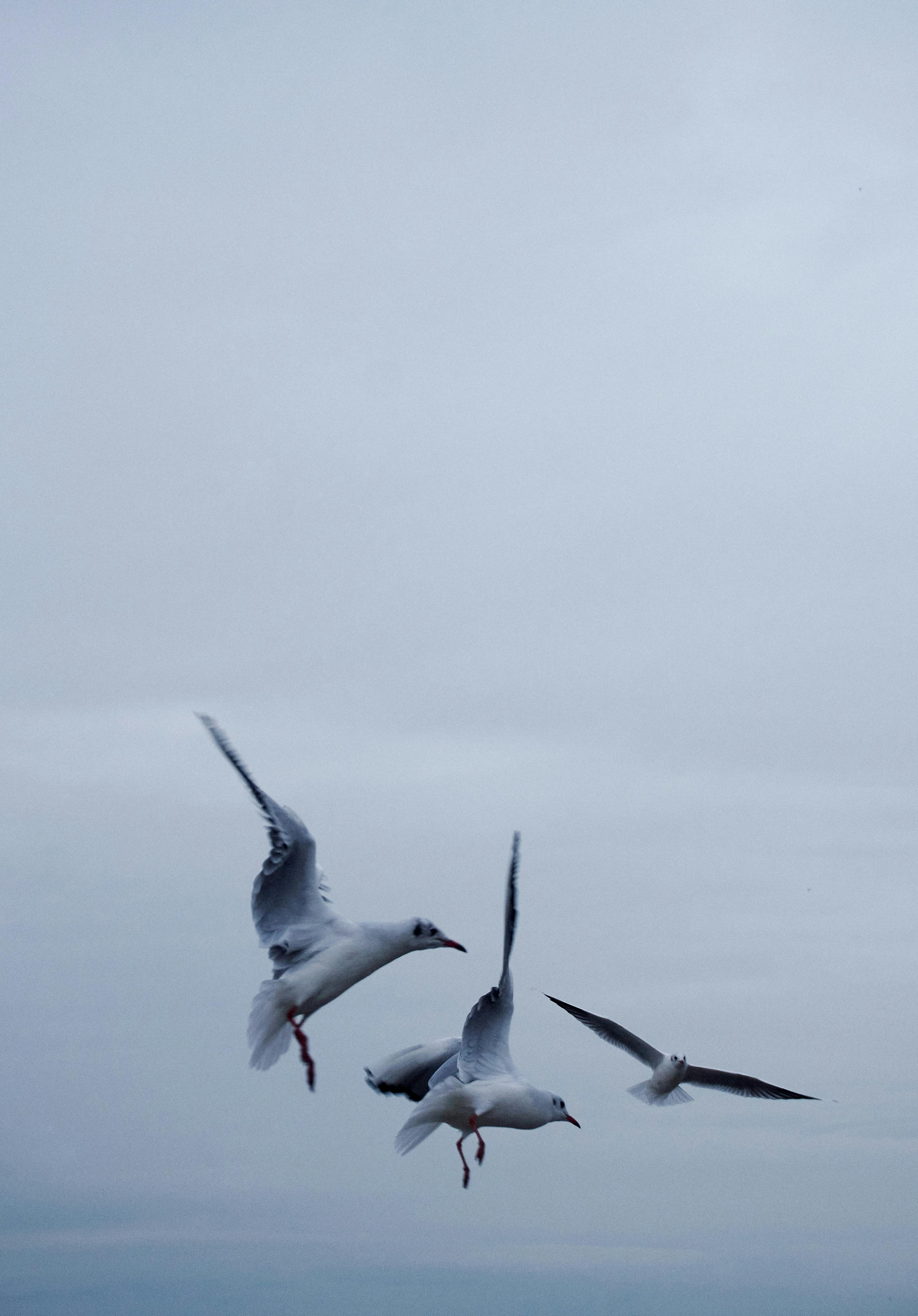 Flying Seagull on a Dramatic Sky · Free Stock Photo