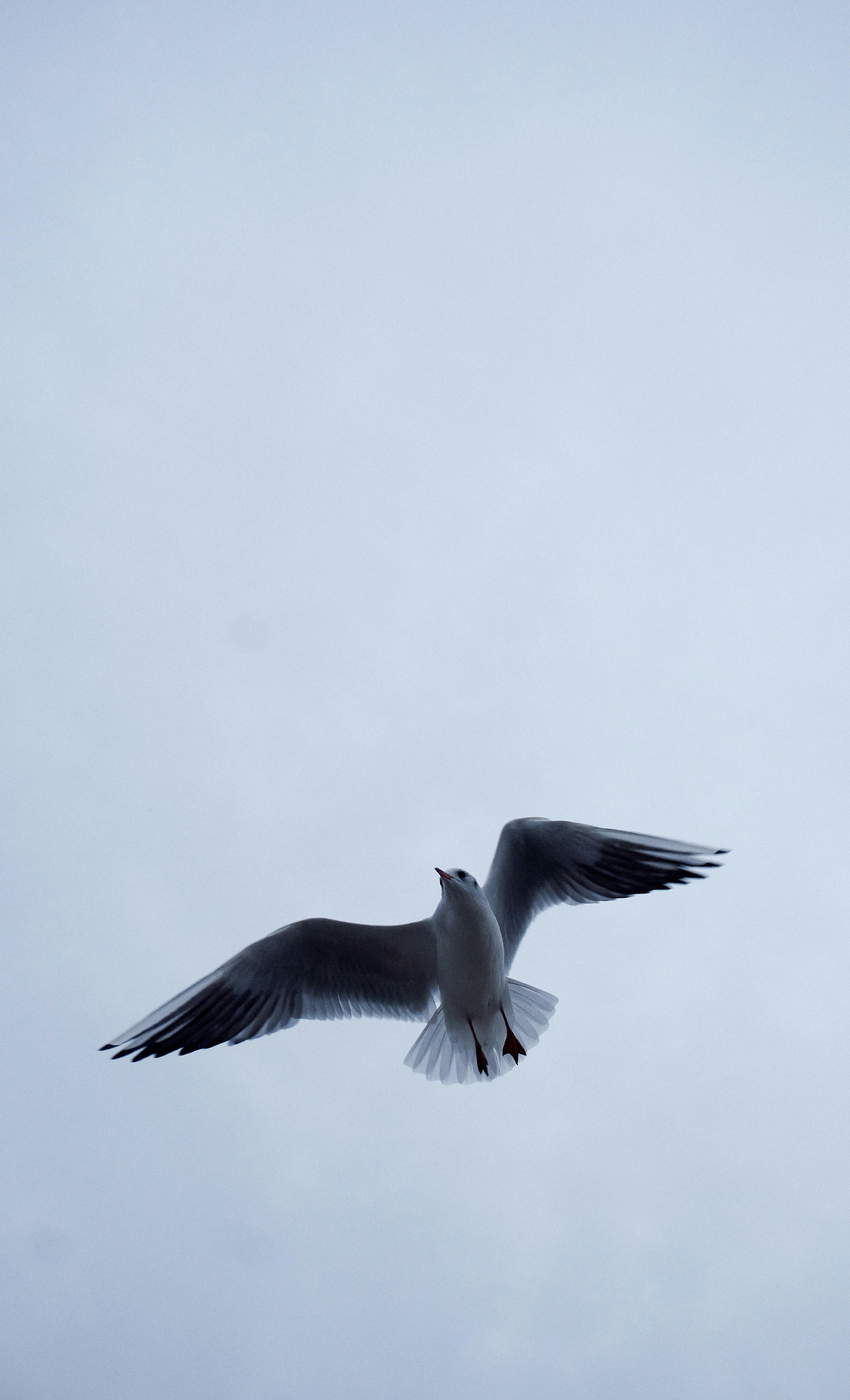 Photograph of a Seagull Flying · Free Stock Photo