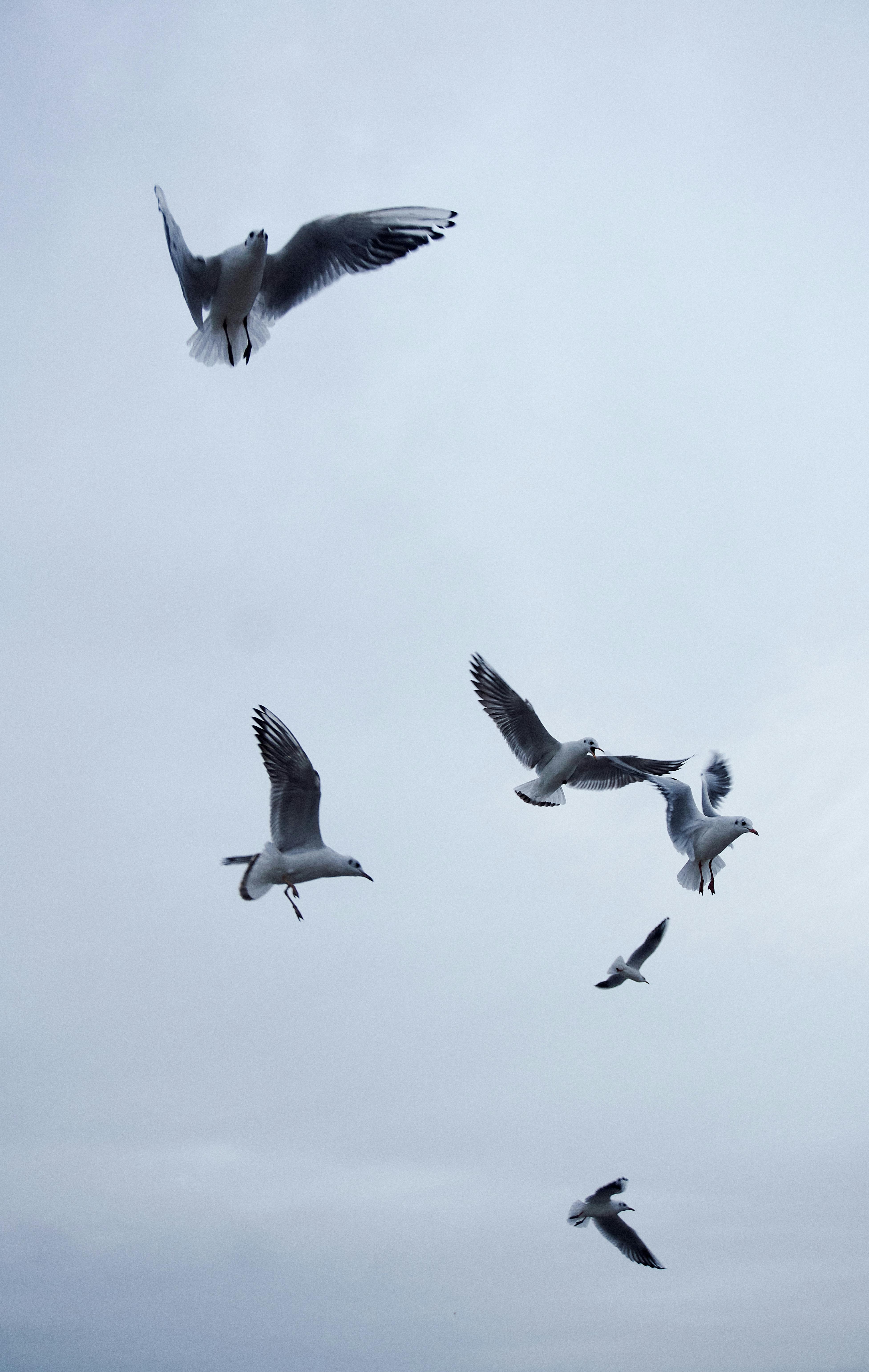 Flock of White Seagulls Flying over the Ocean · Free Stock Photo
