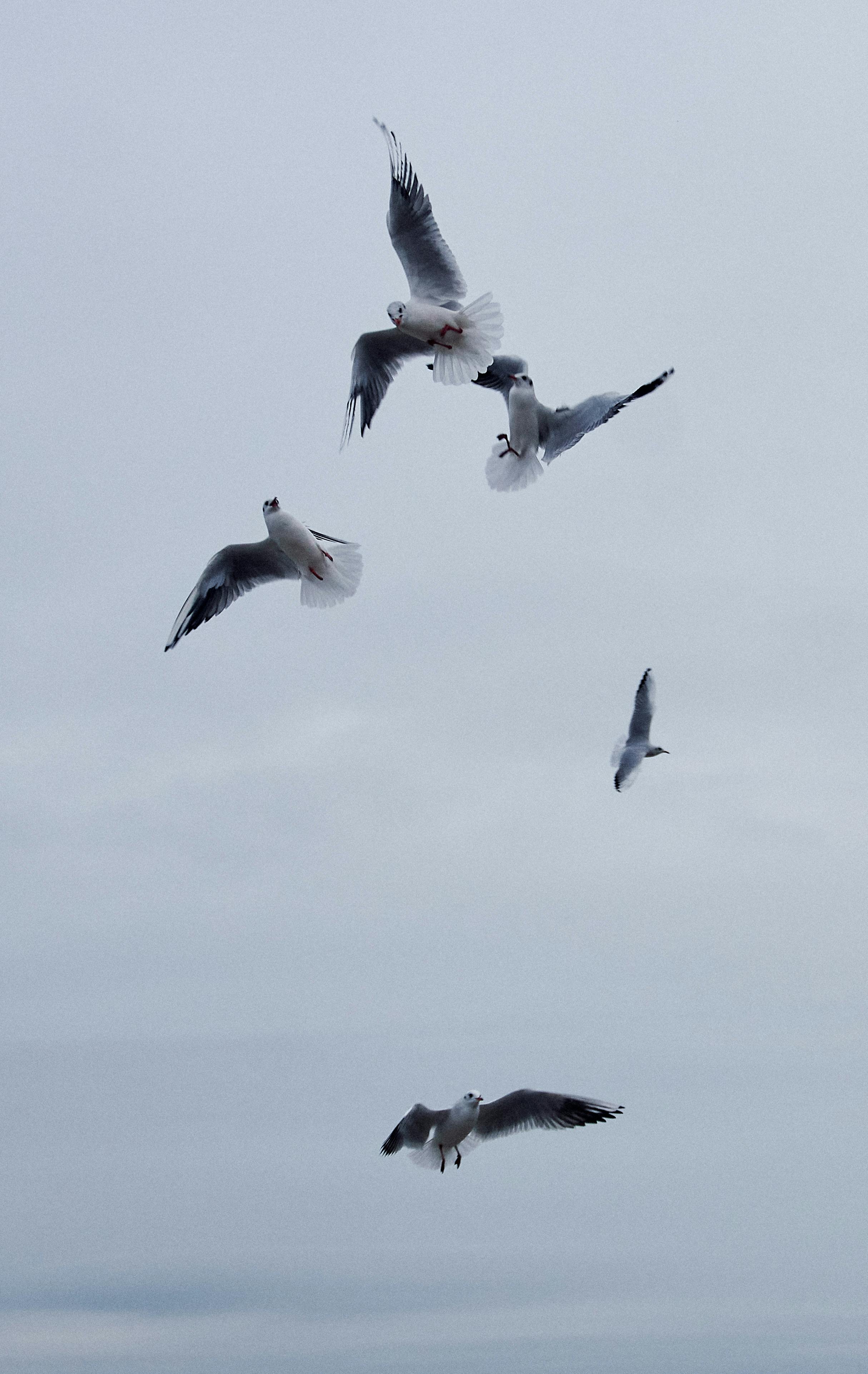 Flock of White Seagulls Flying over the Ocean · Free Stock Photo