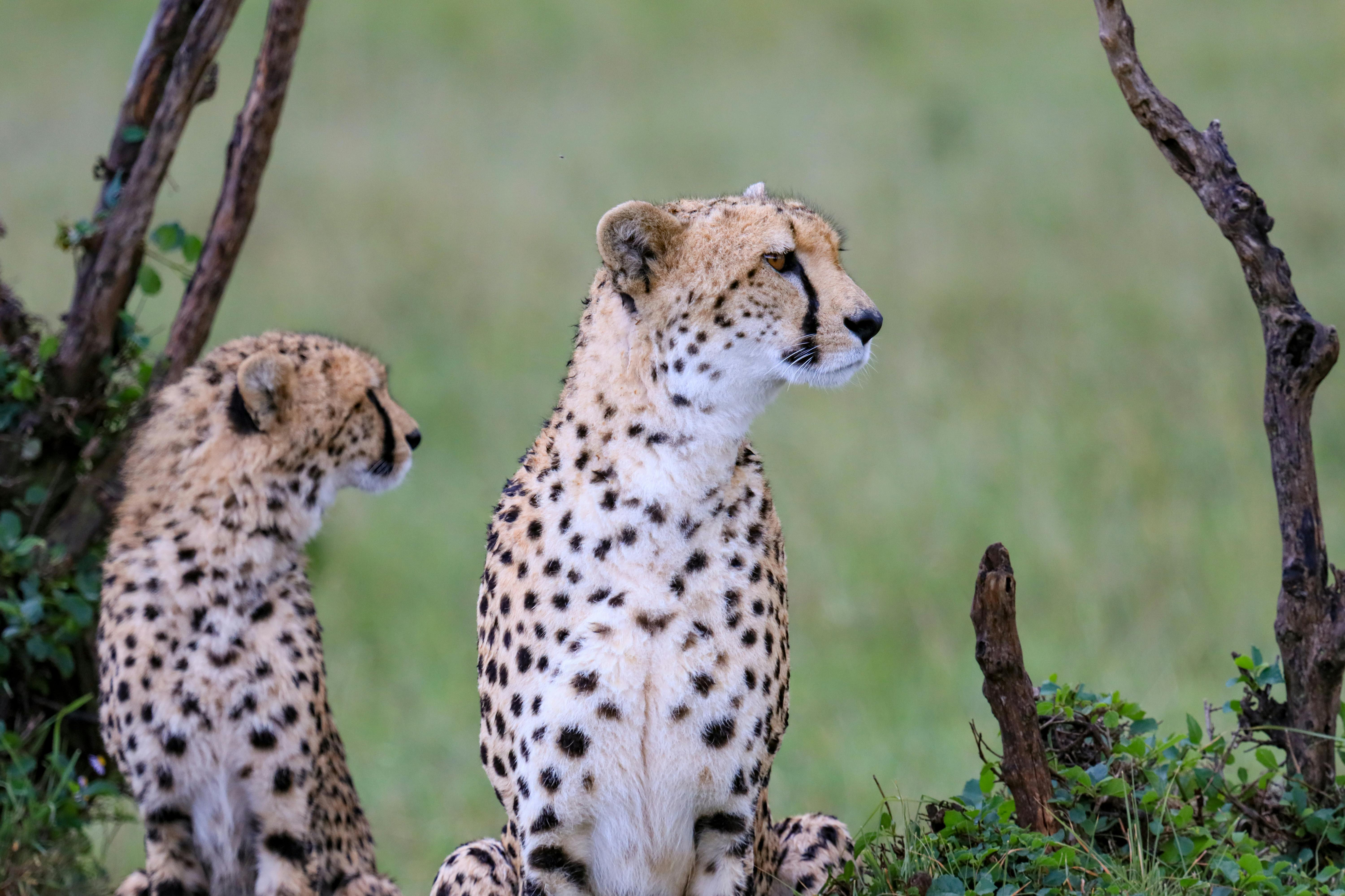 Two Cheetahs Sitting on Grass · Free Stock Photo