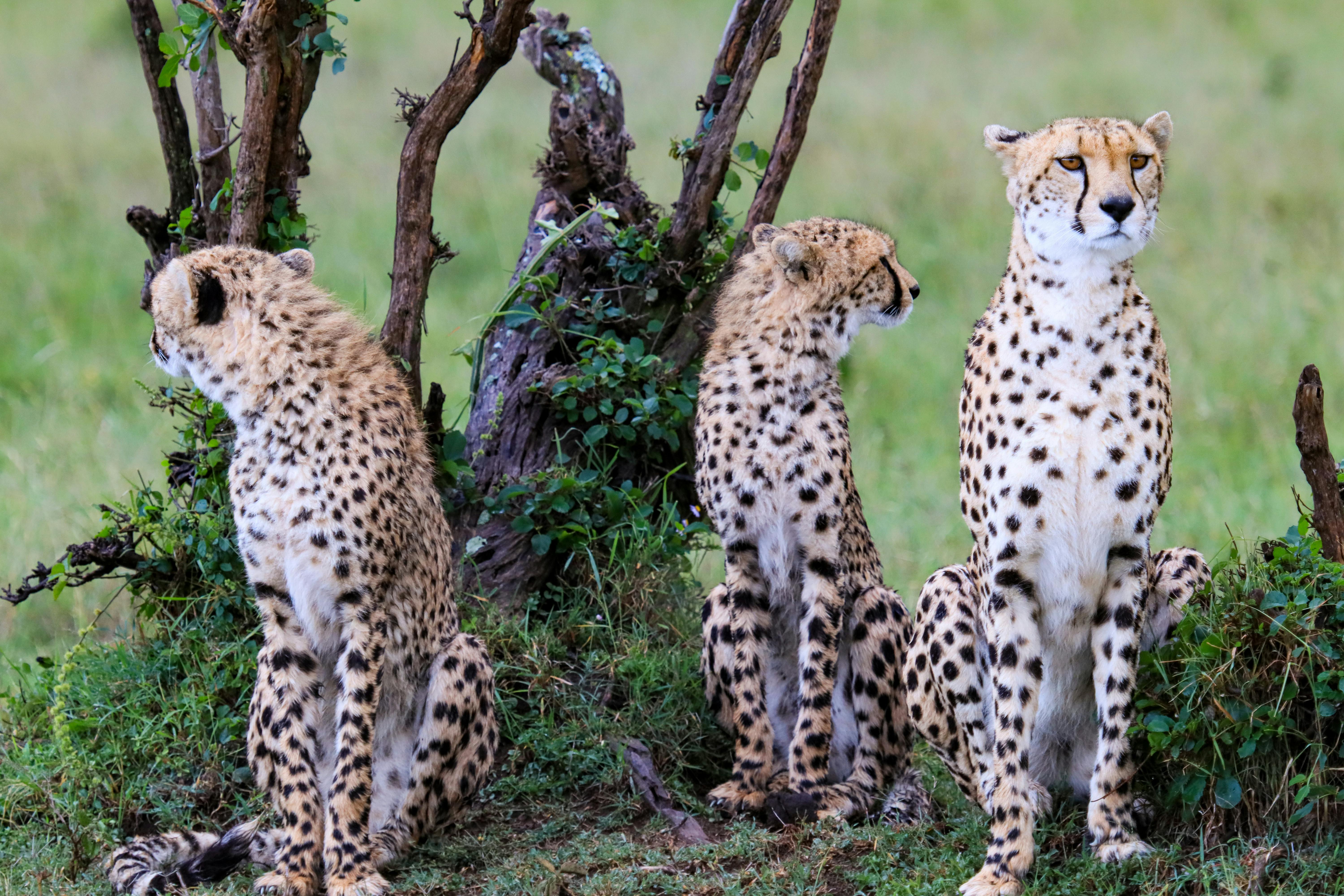 Photo of Three Cheetahs Sitting · Free Stock Photo