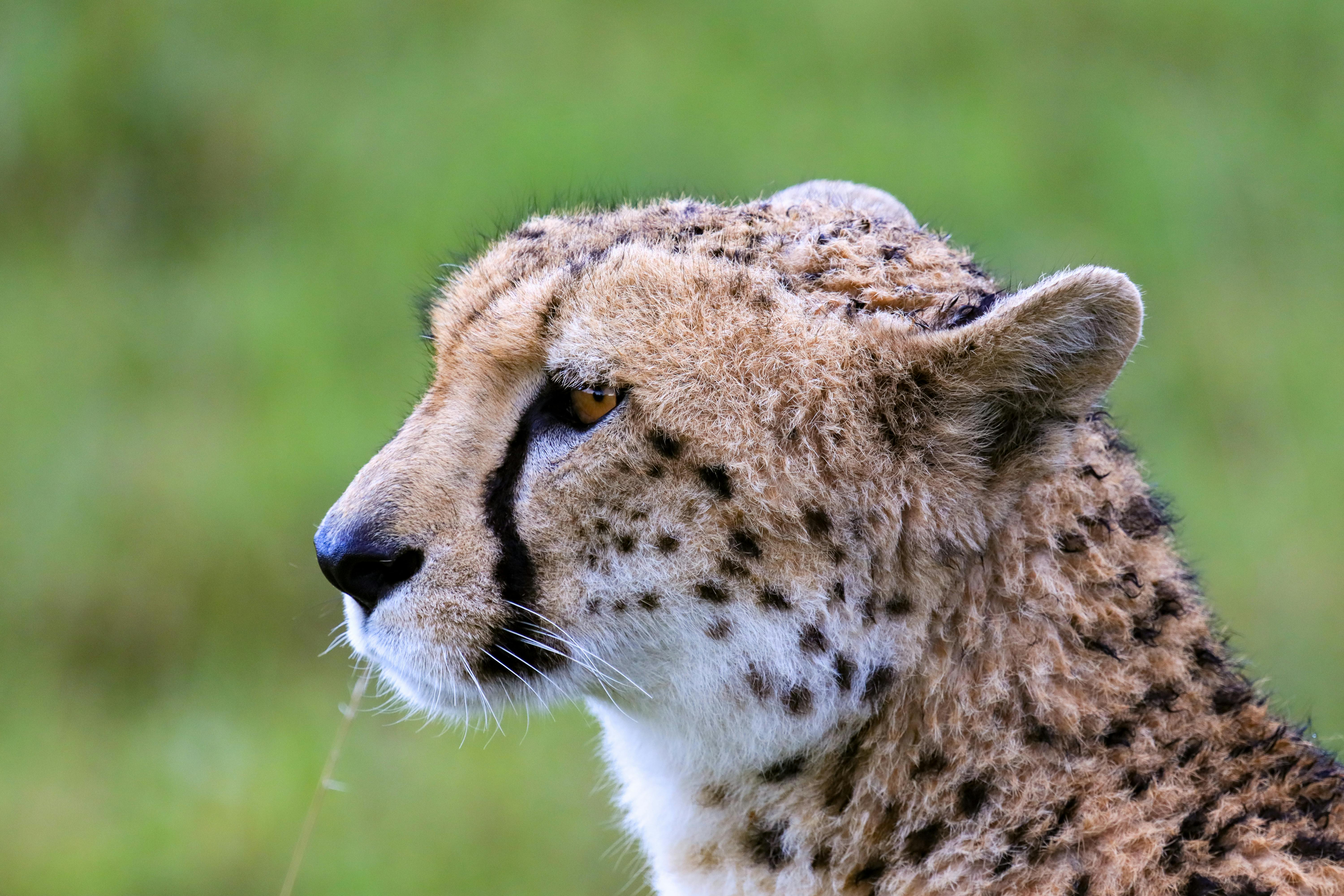 Profile of a Cheetah against Blurred Background · Free Stock Photo