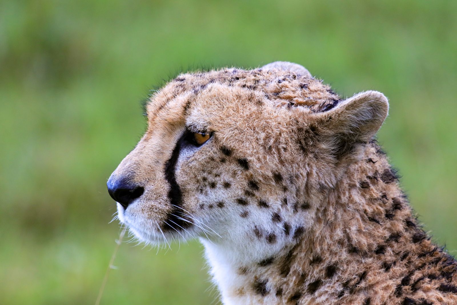 Cheetah Pattern Photos, Download The BEST Free Cheetah Pattern Stock ...