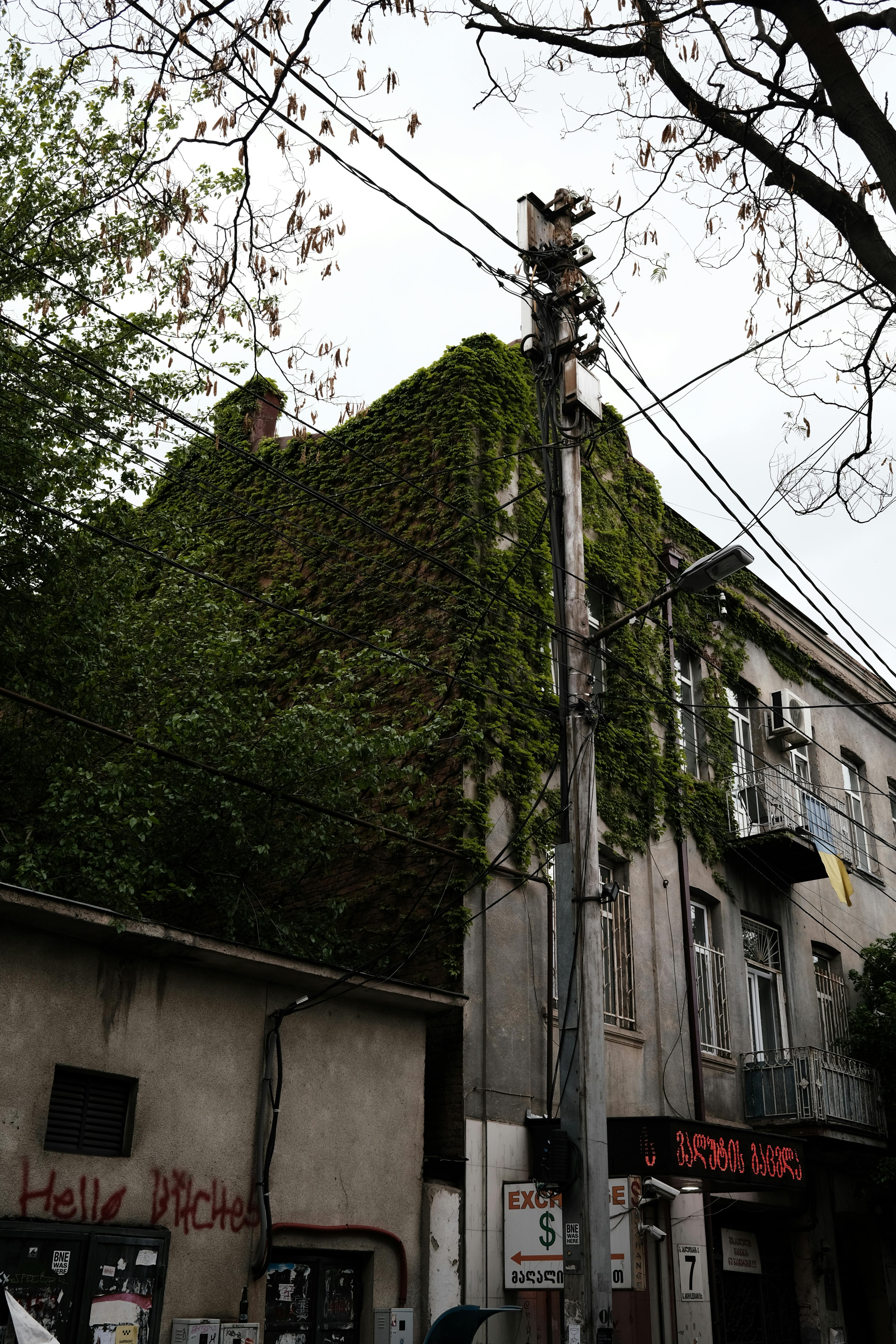 Ivy Pole Photos, Download The BEST Free Ivy Pole Stock Photos & HD Images