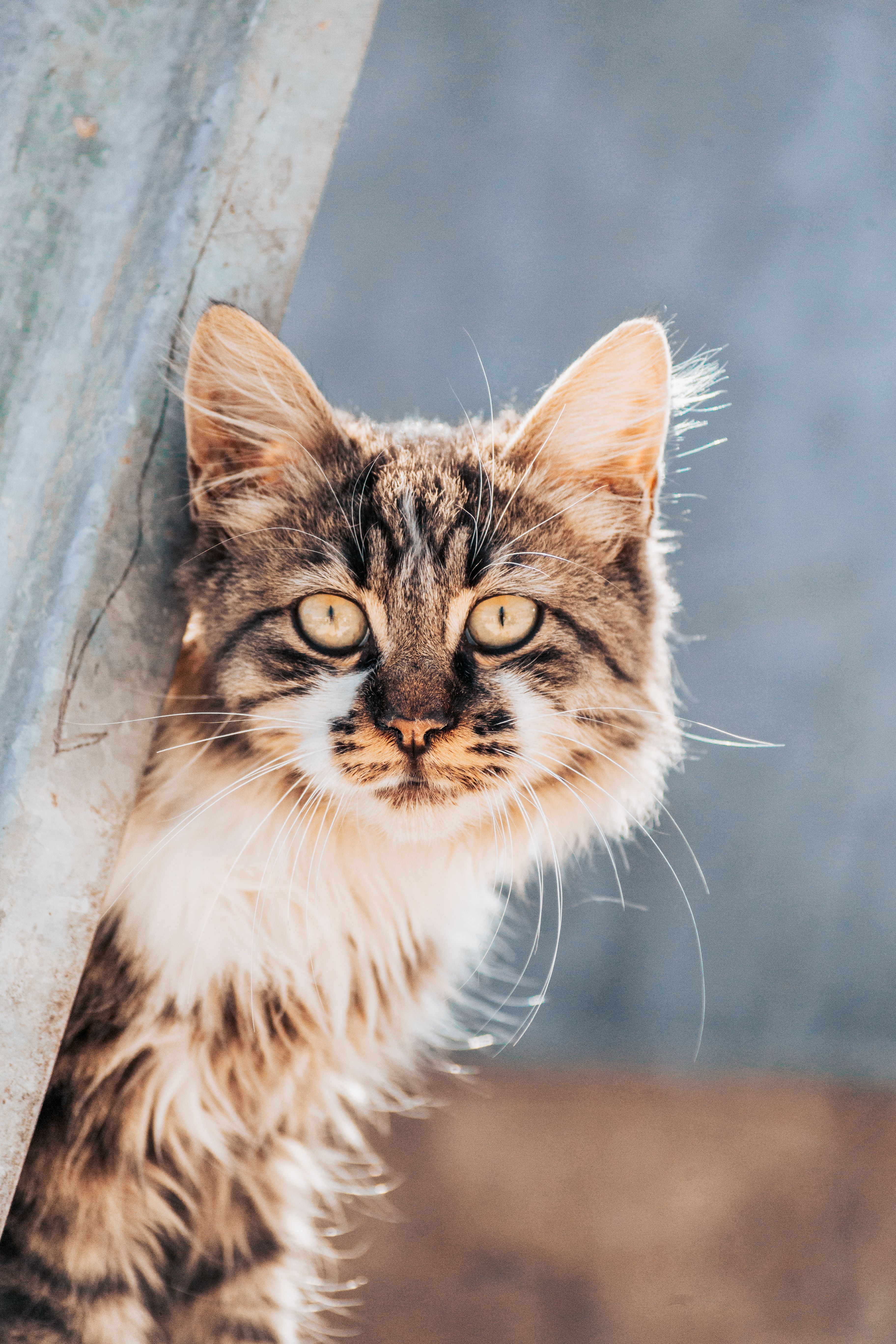 Portrait of Cat · Free Stock Photo