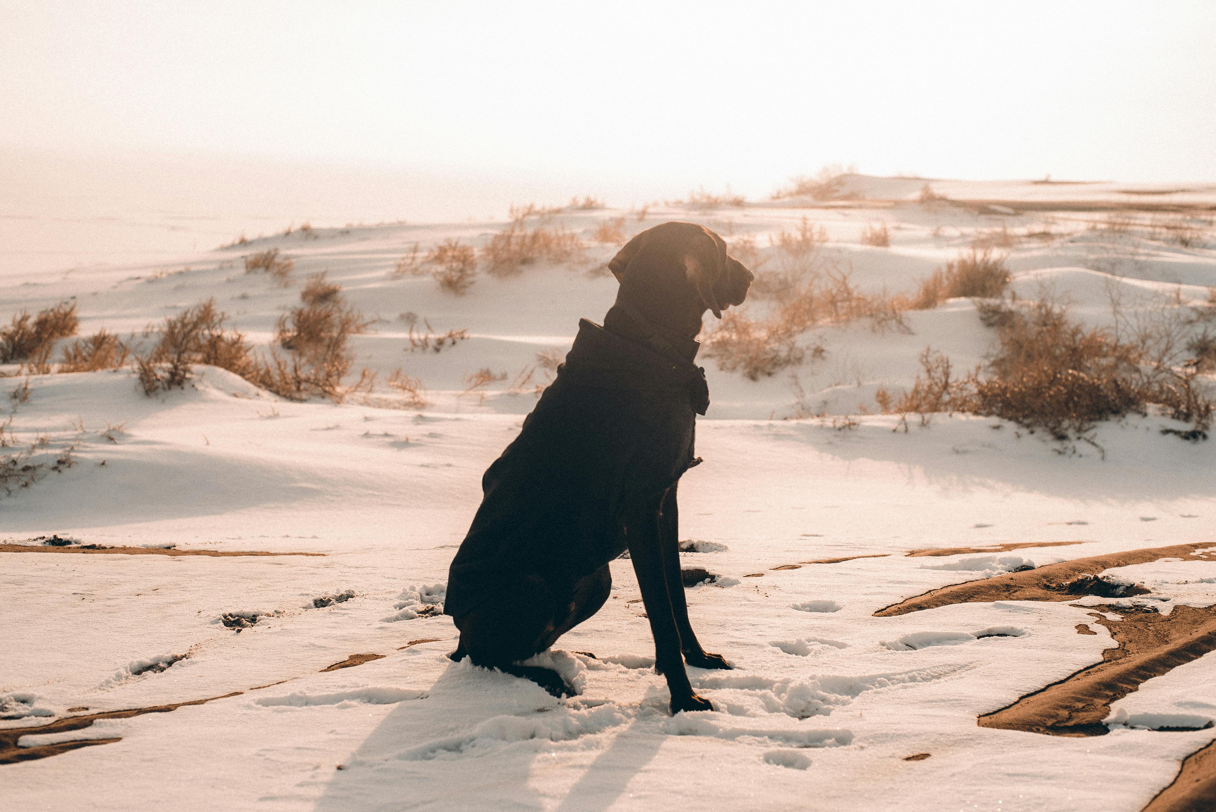 Snow Lit Photos, Download The BEST Free Snow Lit Stock Photos & HD Images