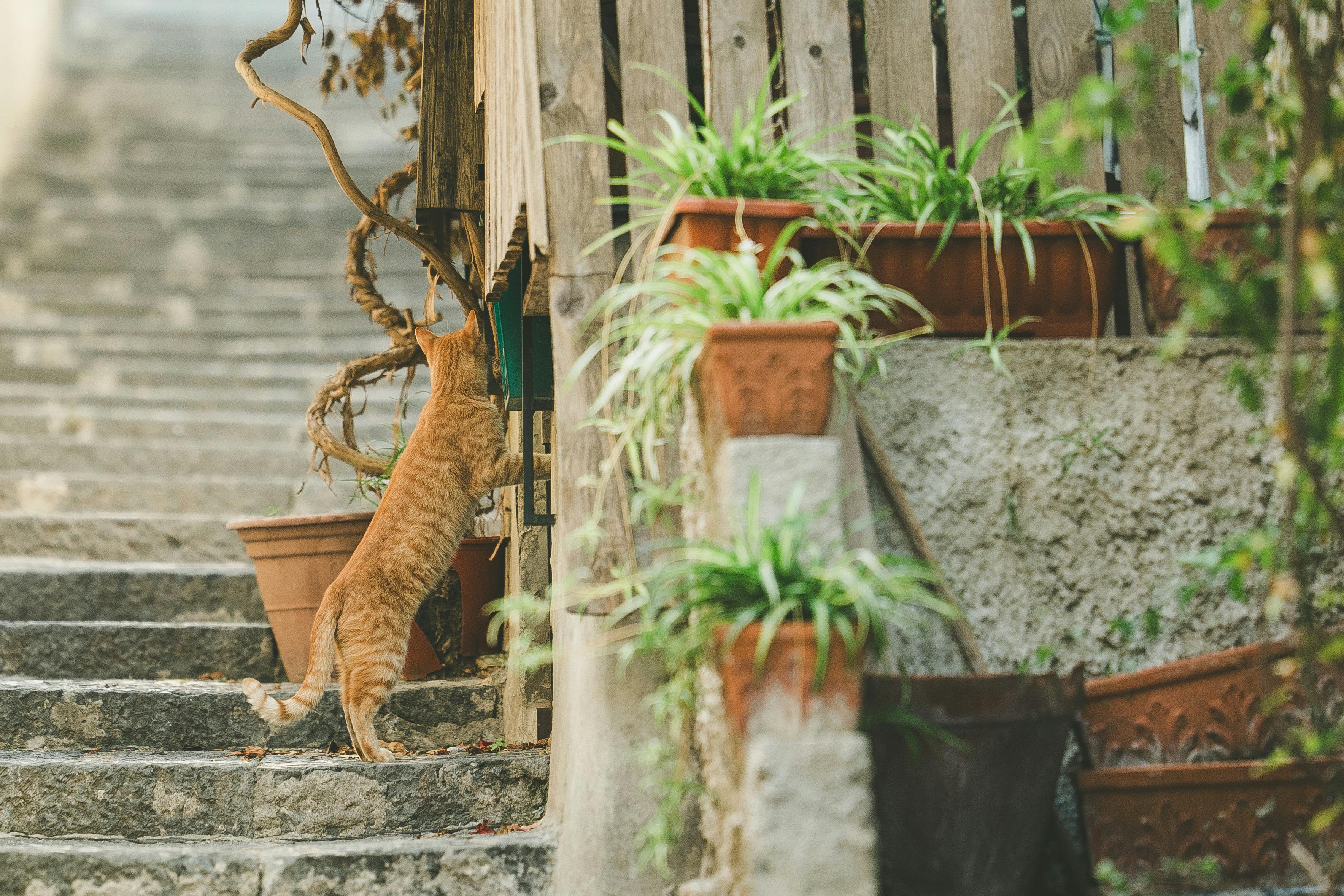 Ingyenes stockfotó ebben a témában: állatfotók, bájos környezet, bájos ...
