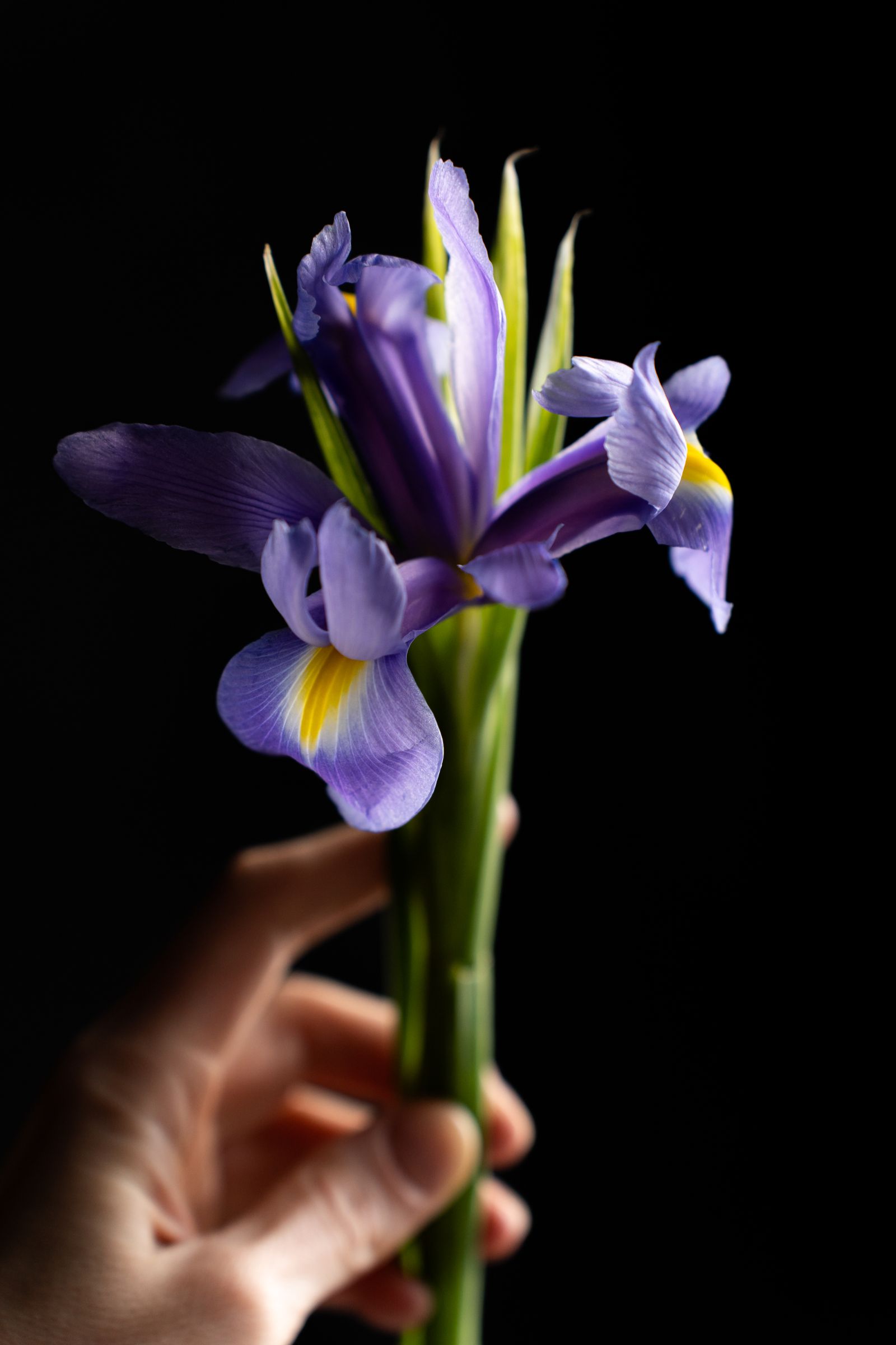 Iris Flower Photos, Download The BEST Free Iris Flower Stock Photos ...