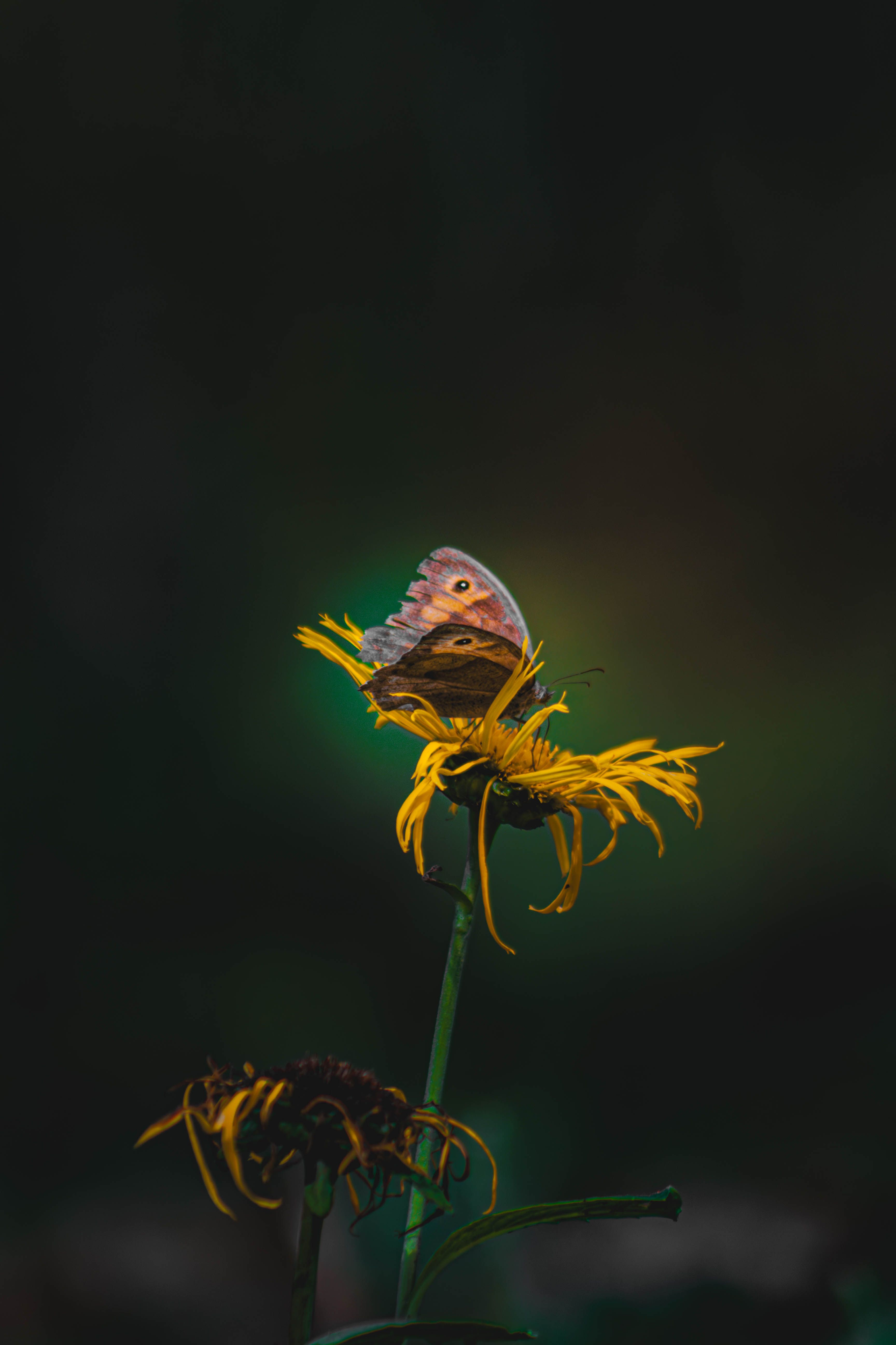 8k Butterfly Photos, Download The BEST Free 8k Butterfly Stock Photos ...