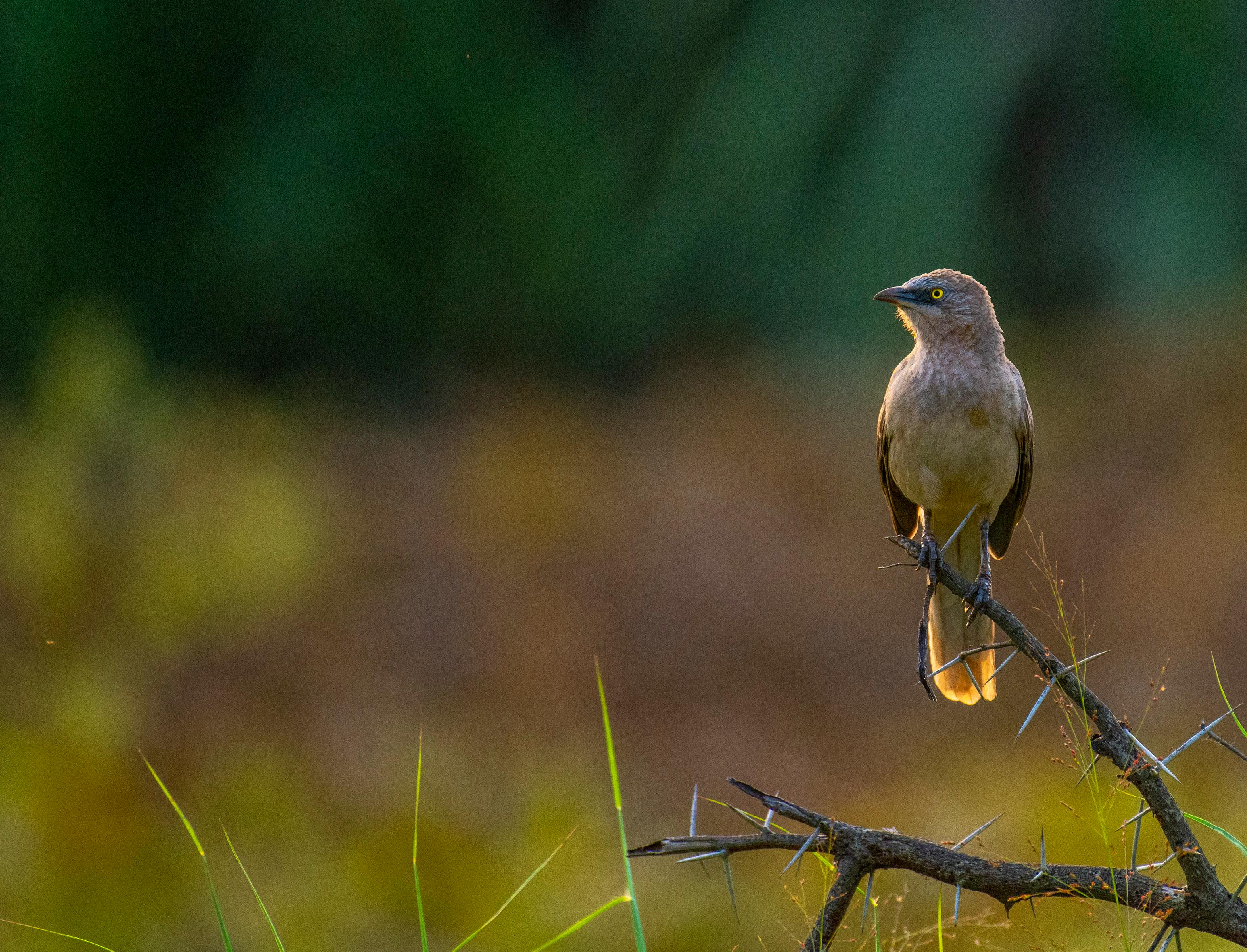 Ashvattha Tree Photos, Download The BEST Free Ashvattha Tree Stock ...