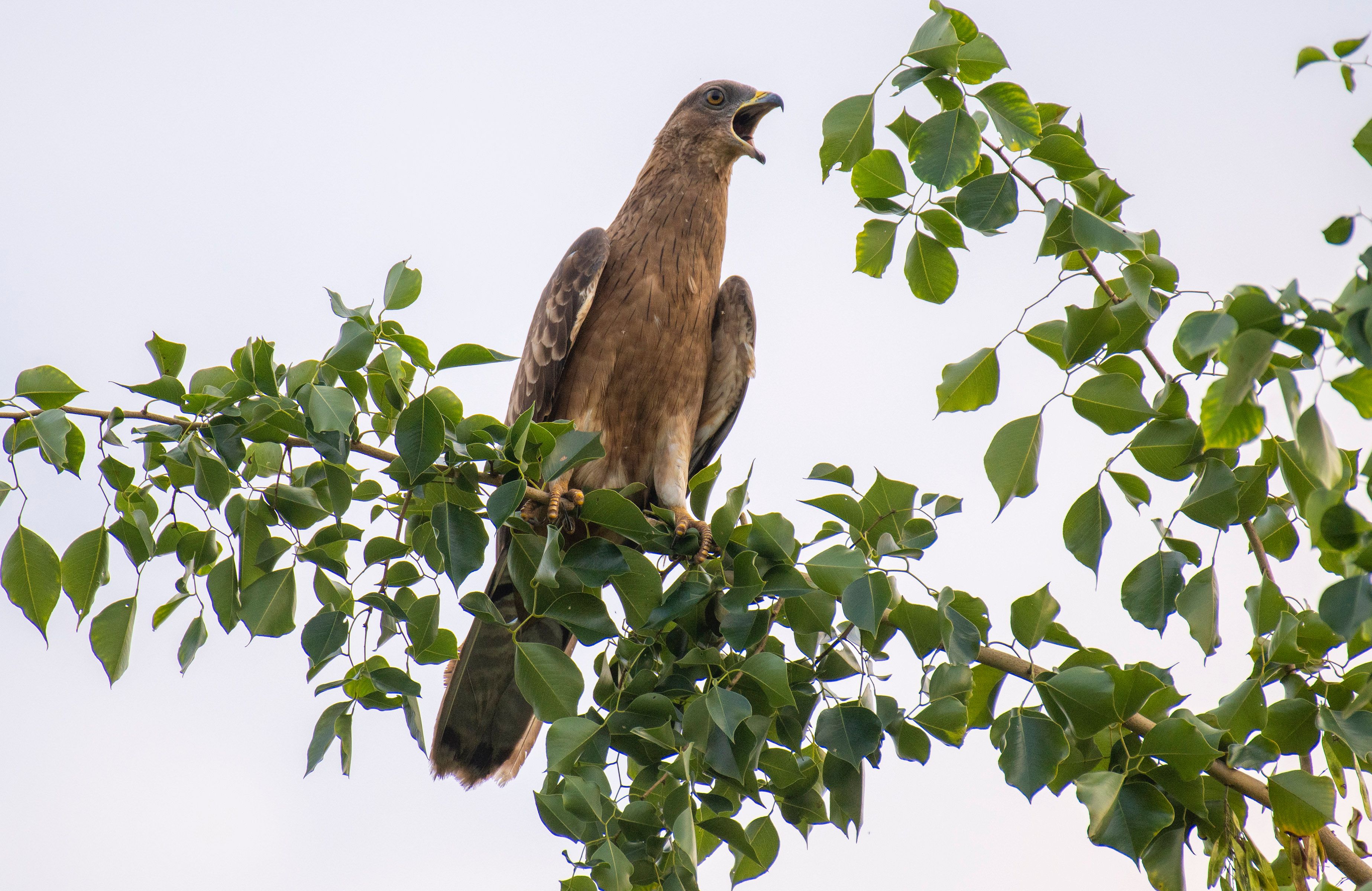 Eagle Flying in a Forest · Free Stock Photo