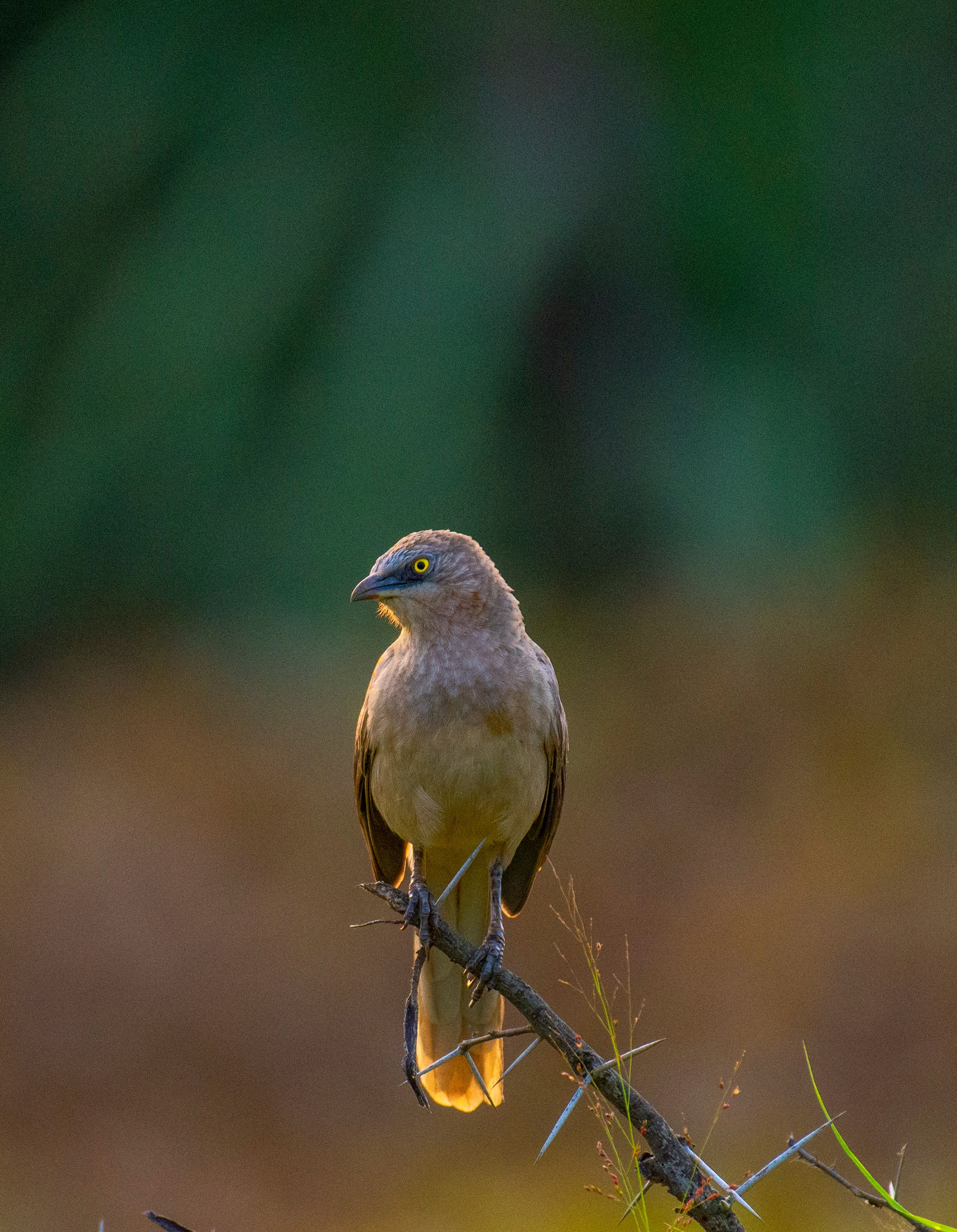 Brown Babbler Bird Perching on a Branch · Free Stock Photo