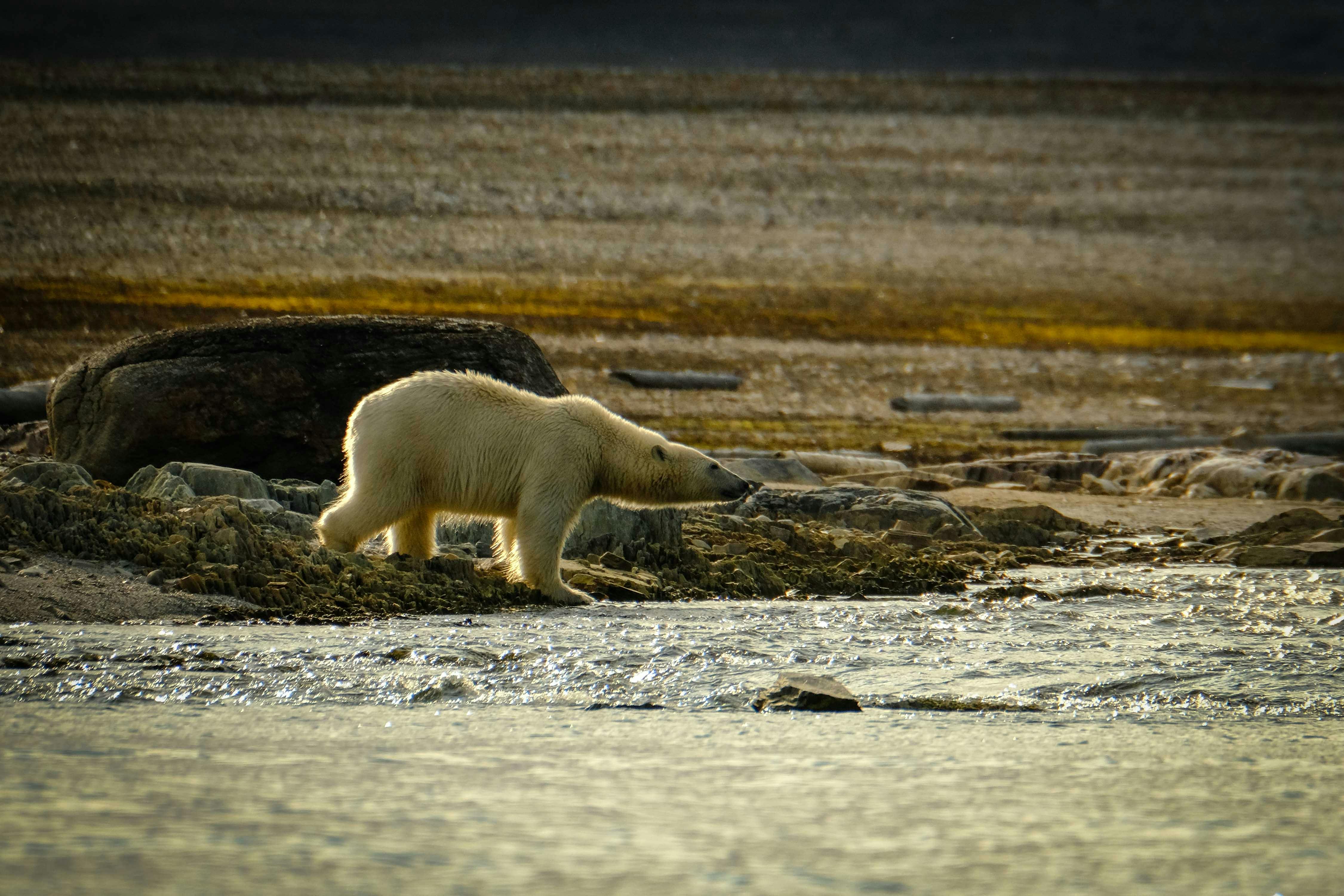 Photo gratuite de arctique, cailloux, côte, eau, environnement, étendue ...