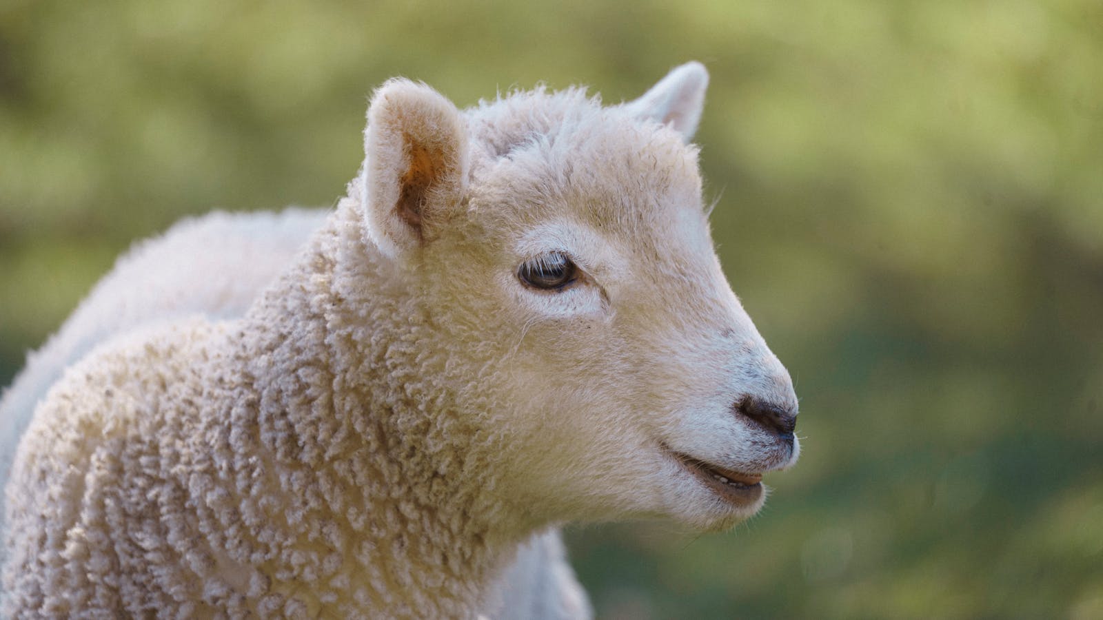 Lamb Portrait Photos, Download The BEST Free Lamb Portrait Stock Photos ...