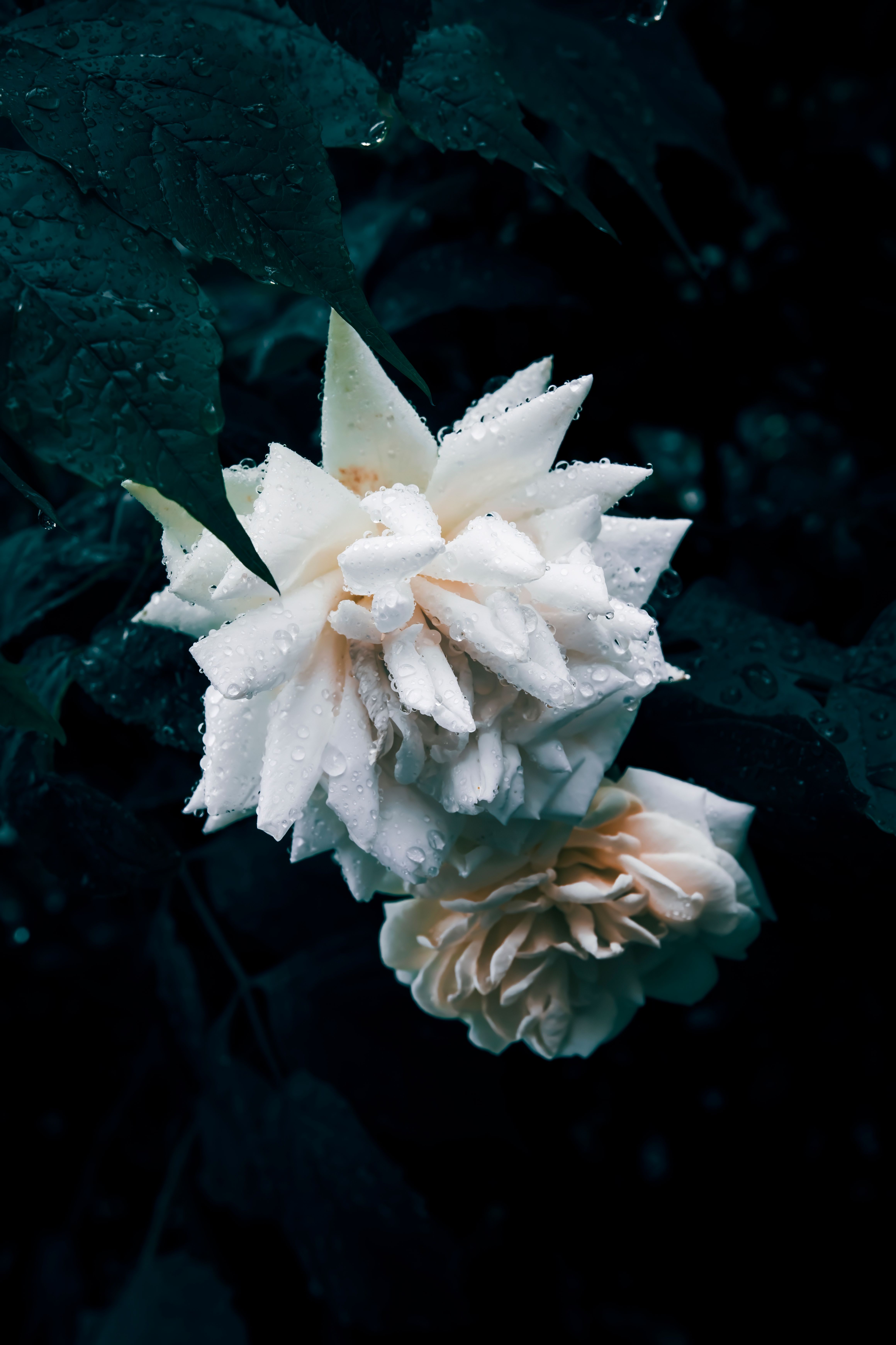 Flower In Bloom Photos, Download The BEST Free Flower In Bloom Stock ...