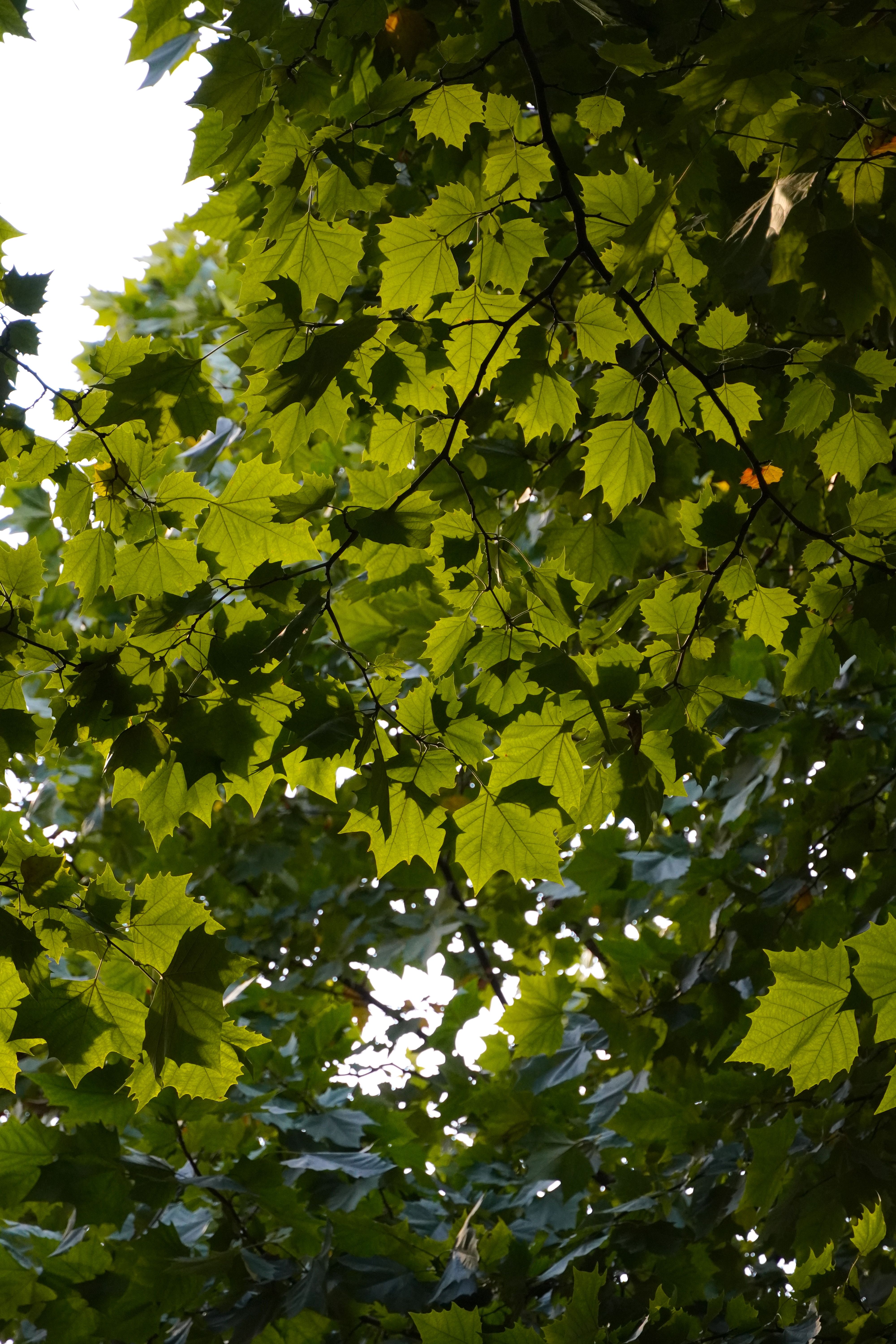 Close-up of a Green Maple Tree · Free Stock Photo