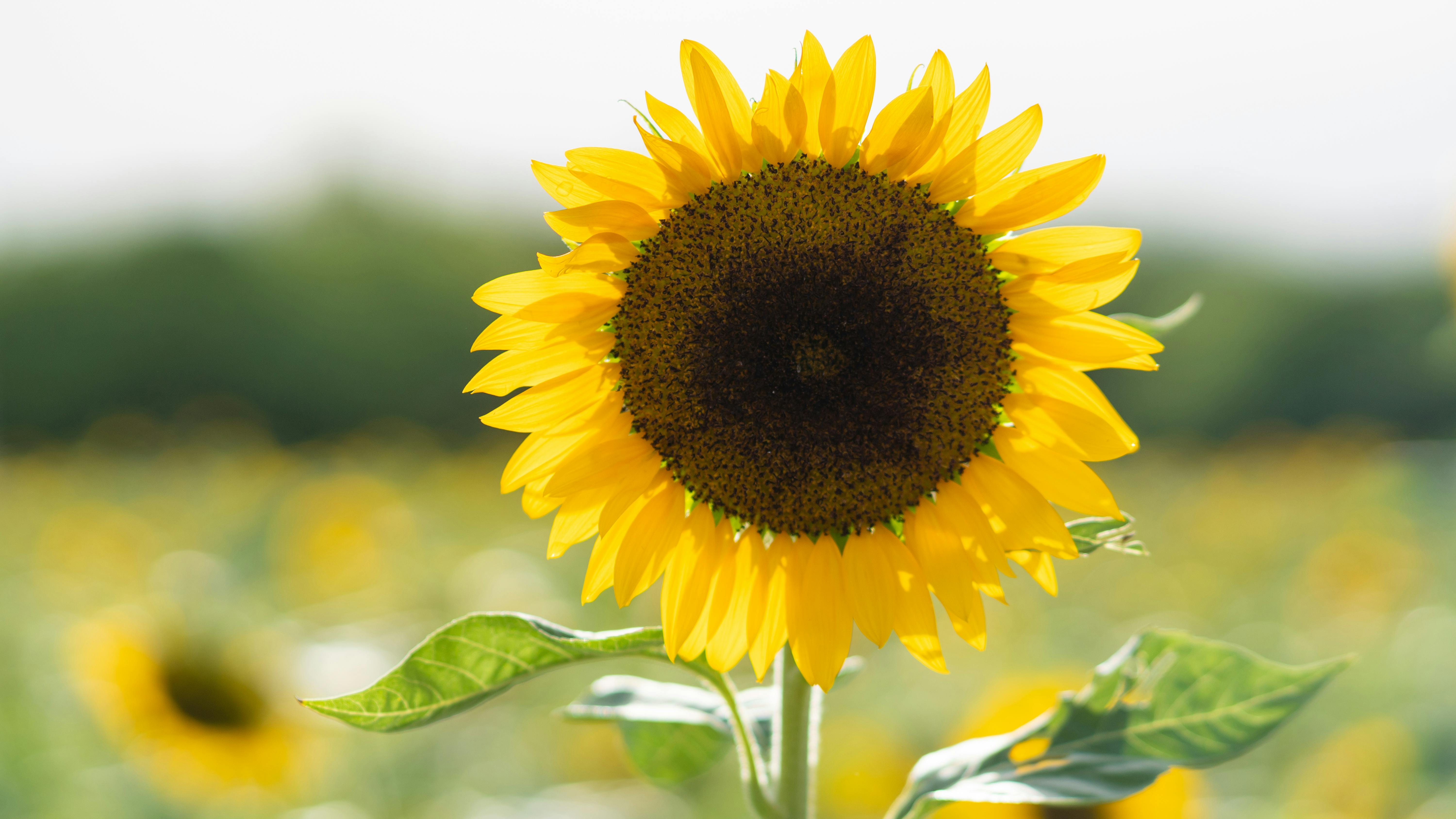 Single Sunflower In A Field Photos, Download The BEST Free Single ...