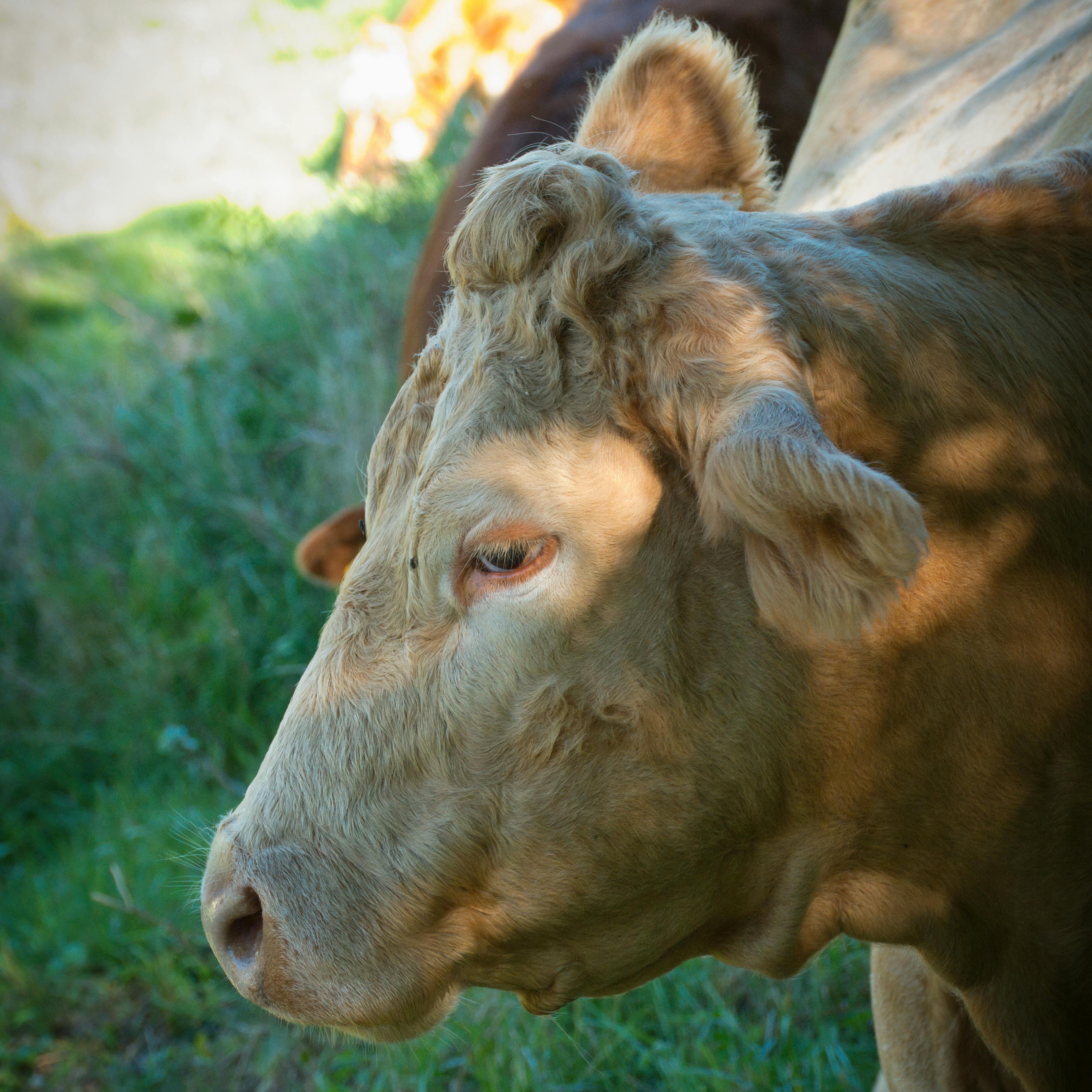 Close-up of a Cow Head · Free Stock Photo
