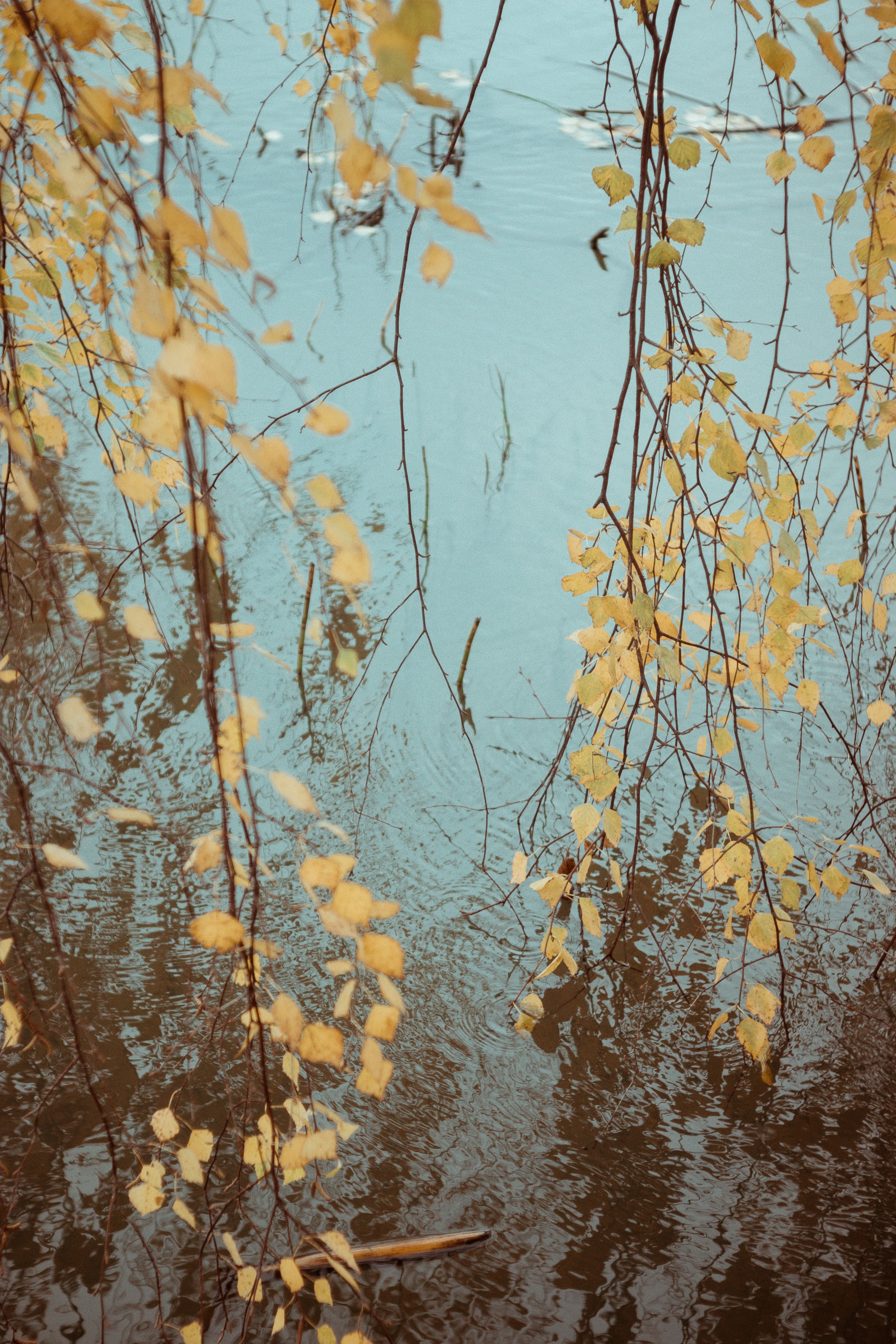 Twigs Over the Water · Free Stock Photo