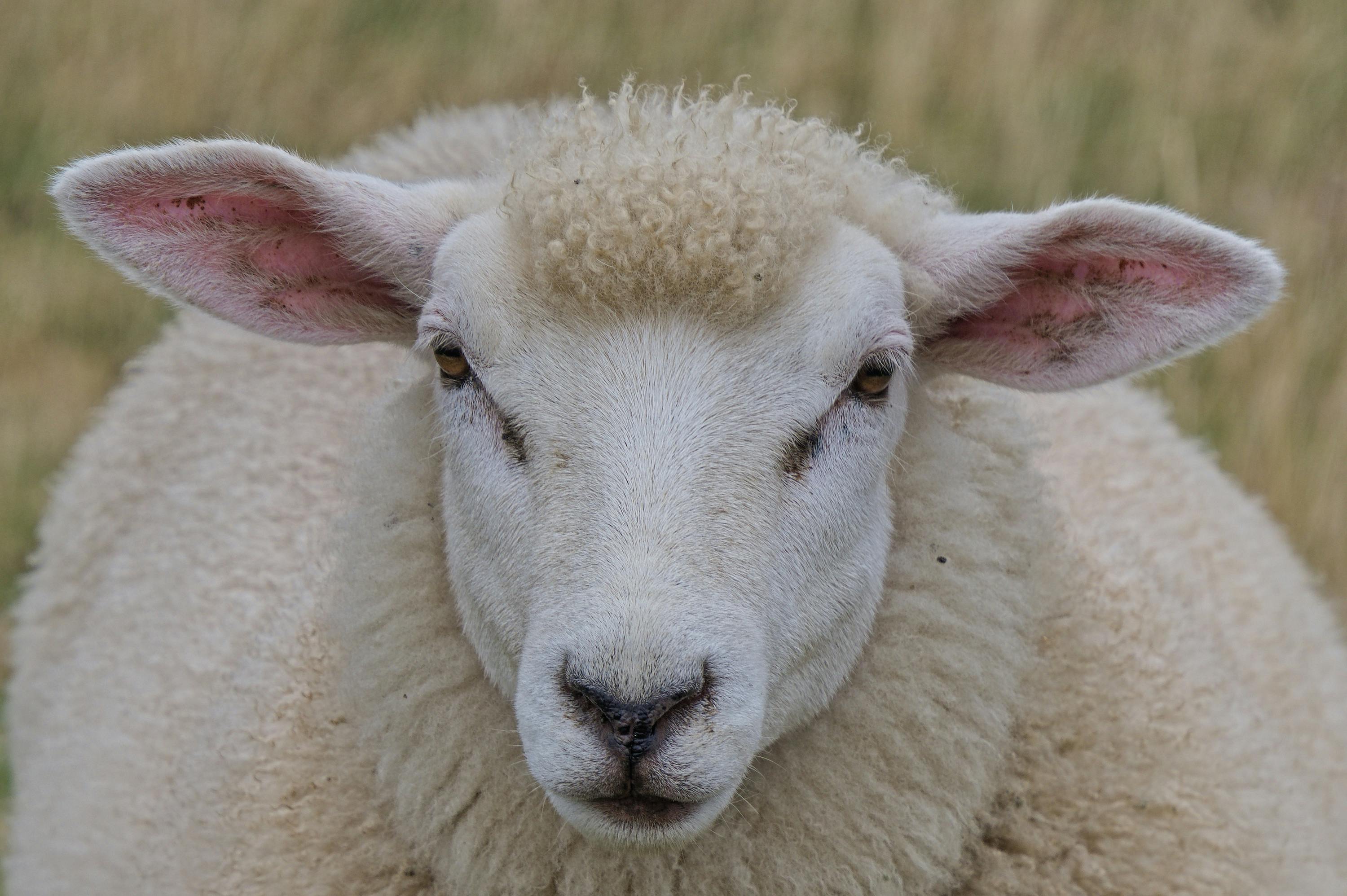 Portrait of a Sheep · Free Stock Photo