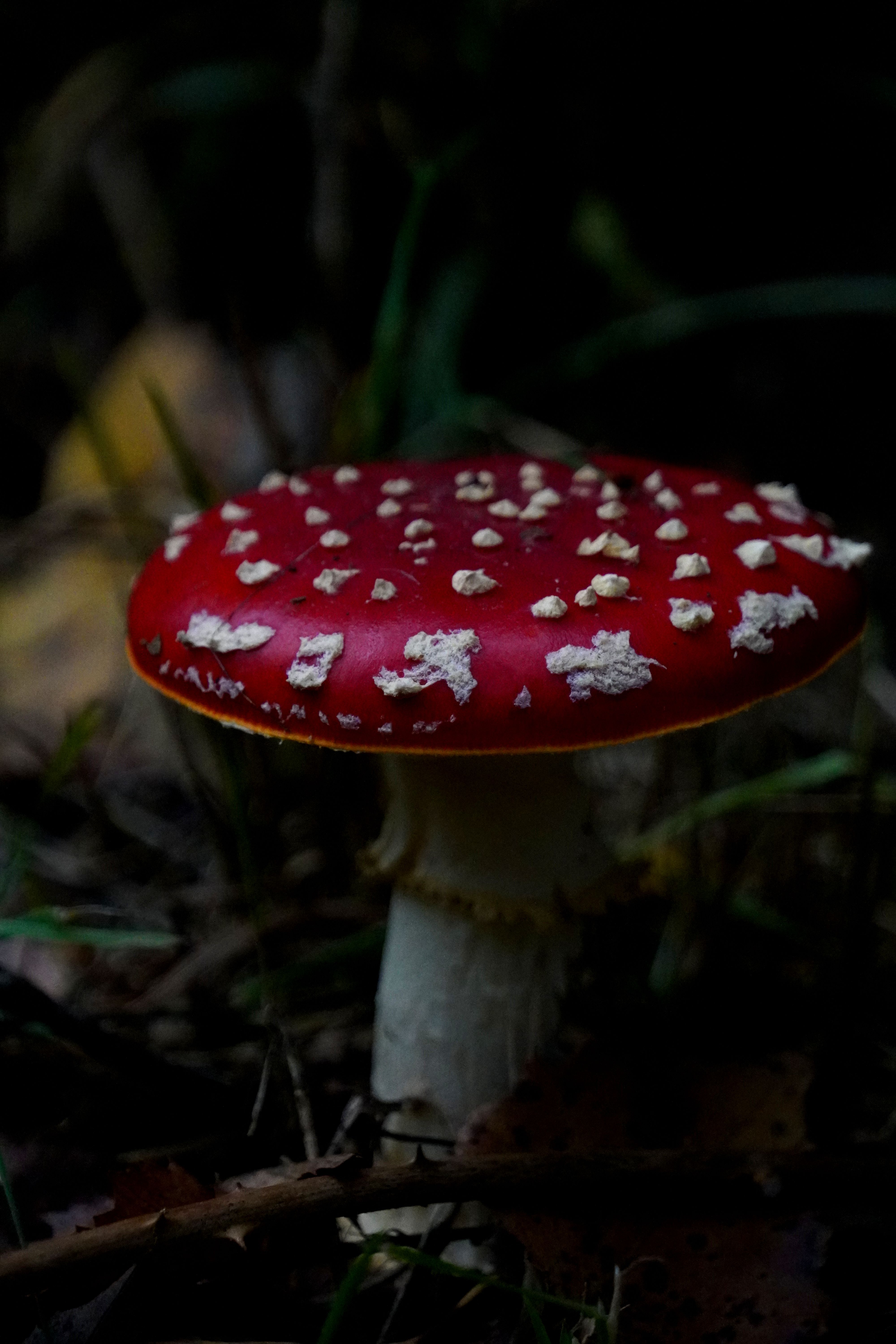Wild Poisonous Mushroom Growing on the Ground · Free Stock Photo