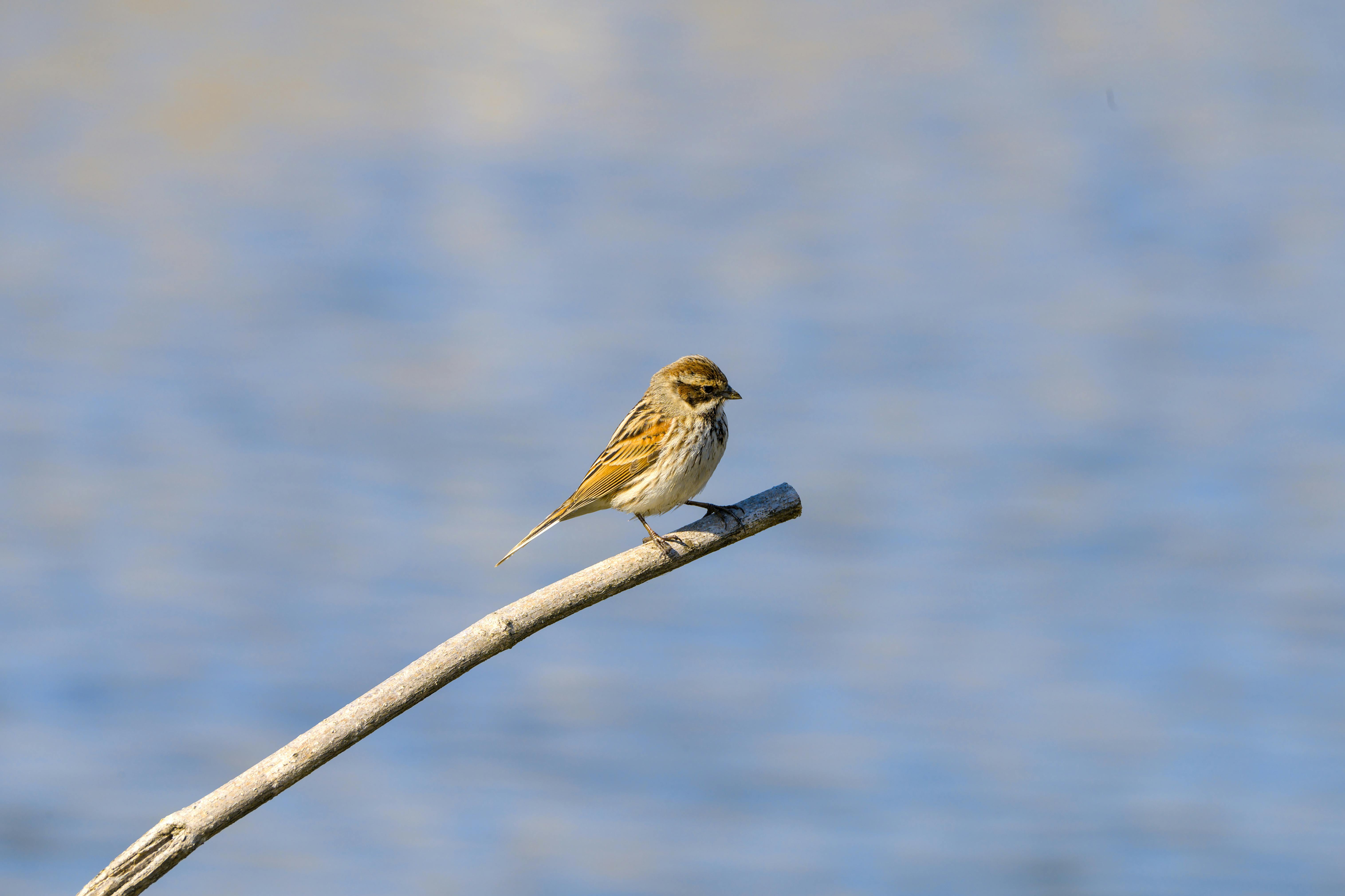 Yellow Browed Bunting Photos, Download The BEST Free Yellow Browed ...