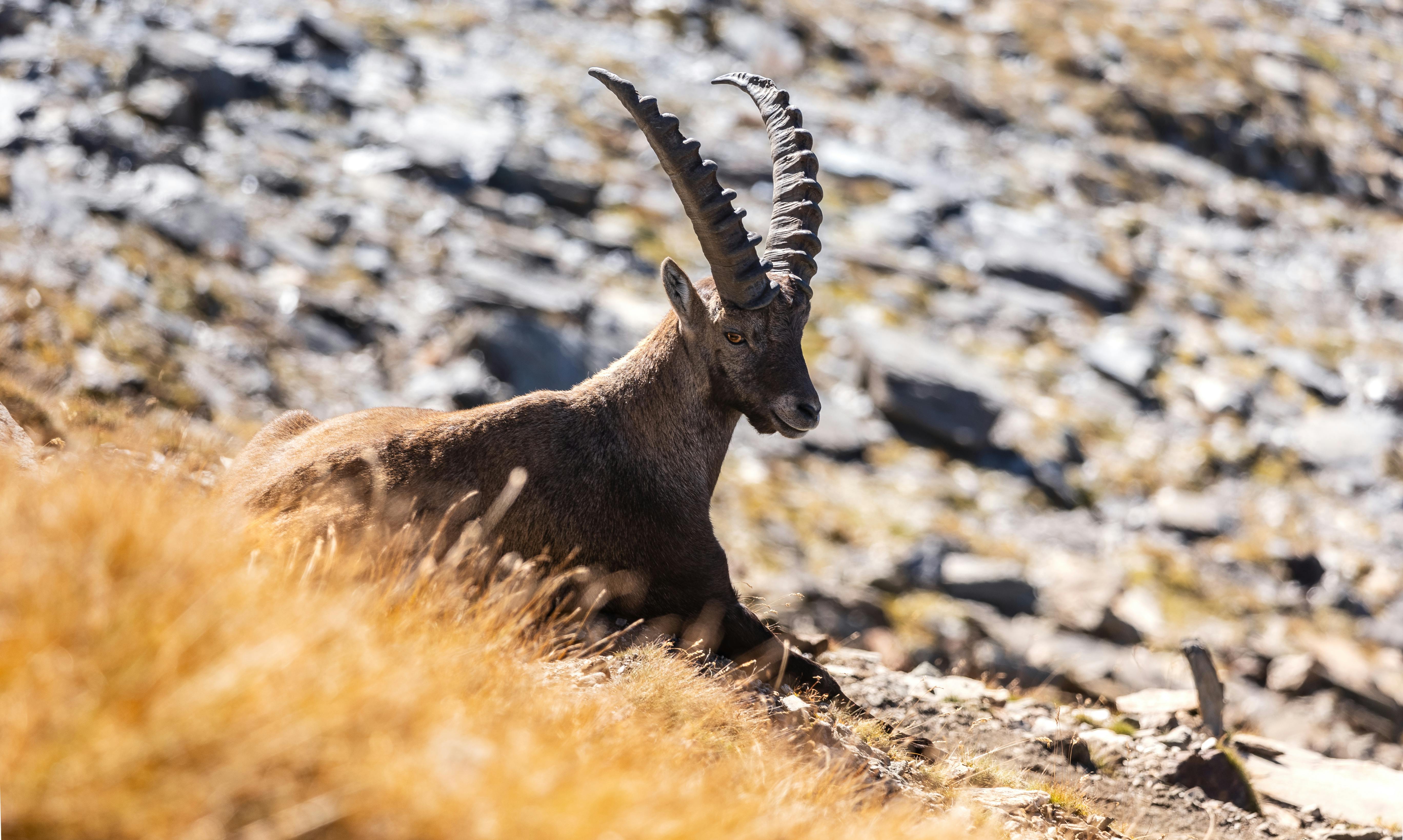 "Morning Chill" · Free Stock Photo