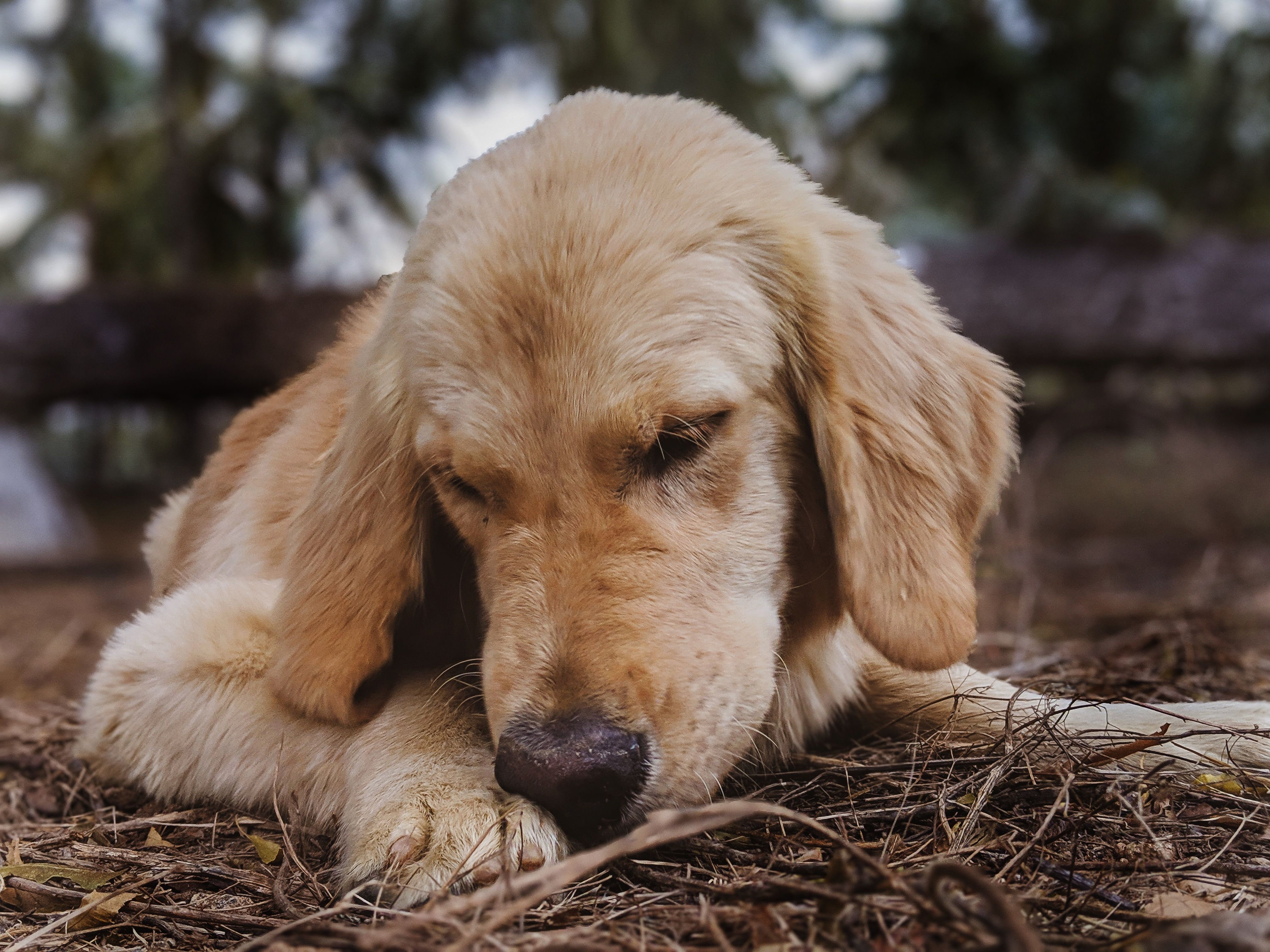 Foto profissional gratuita de cachorrinho, cachorro, cachorros
