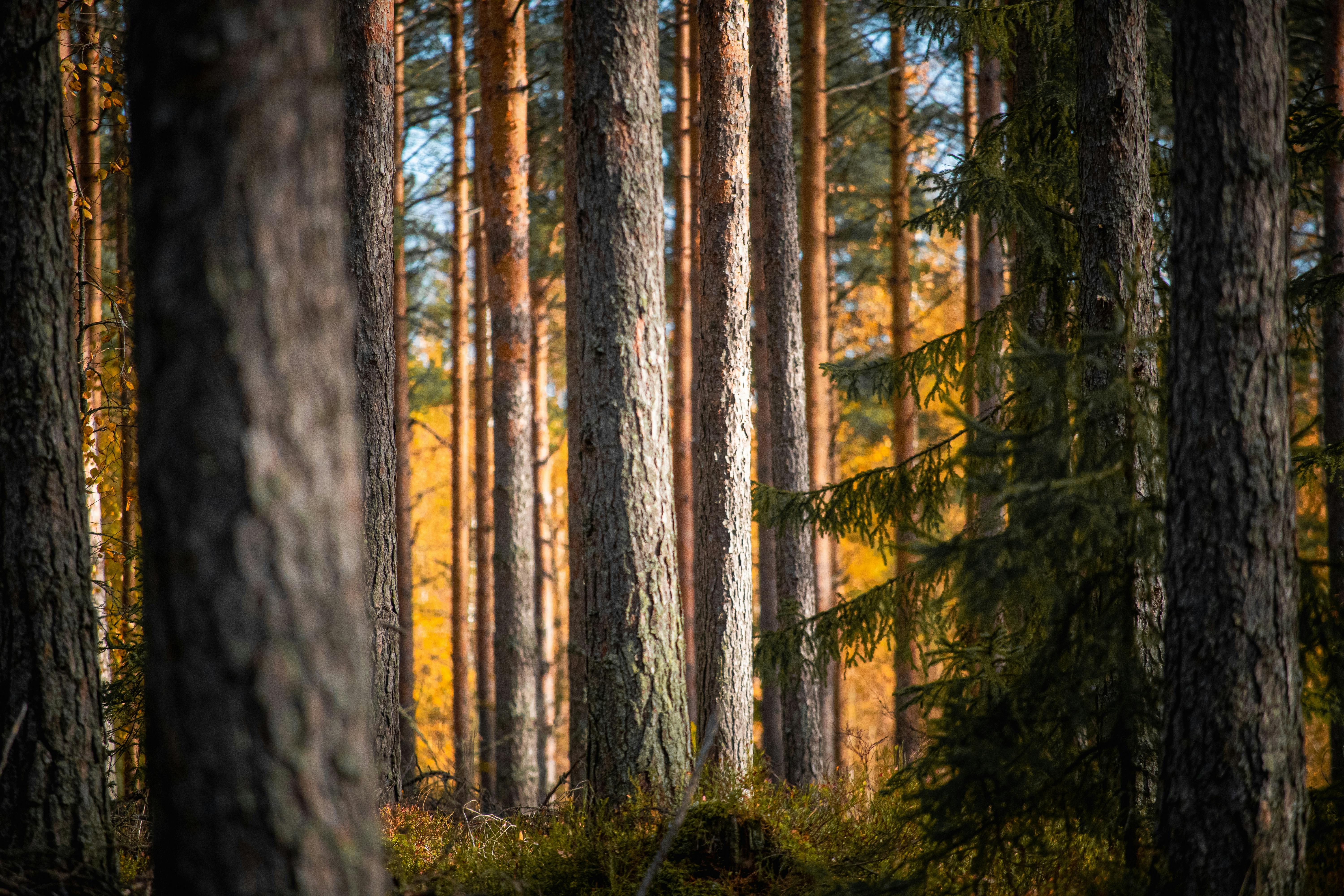 Coniferous Trees in an Autumn Forest · Free Stock Photo