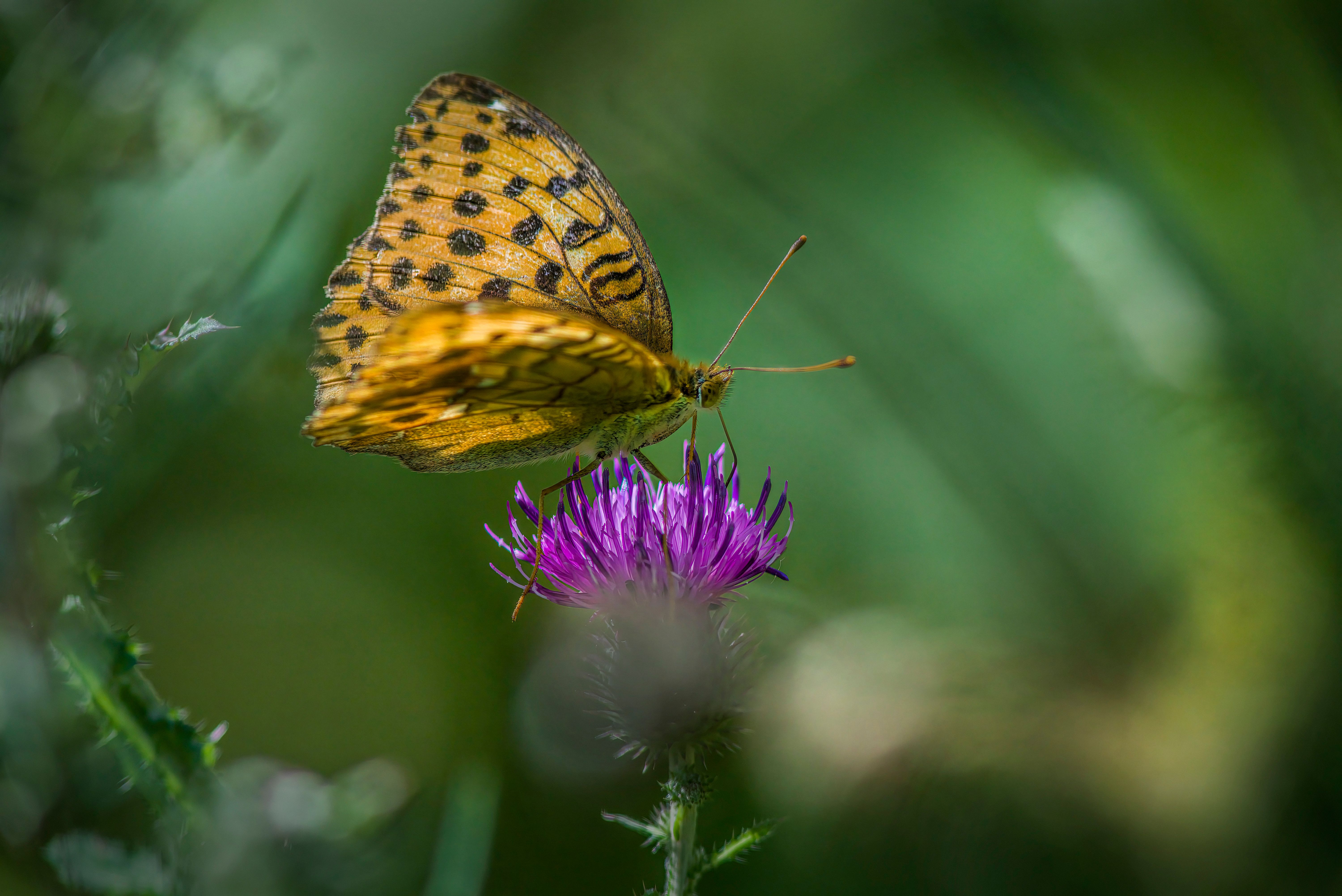 A butterfly sitting on top of a thistle flower · Free Stock Photo