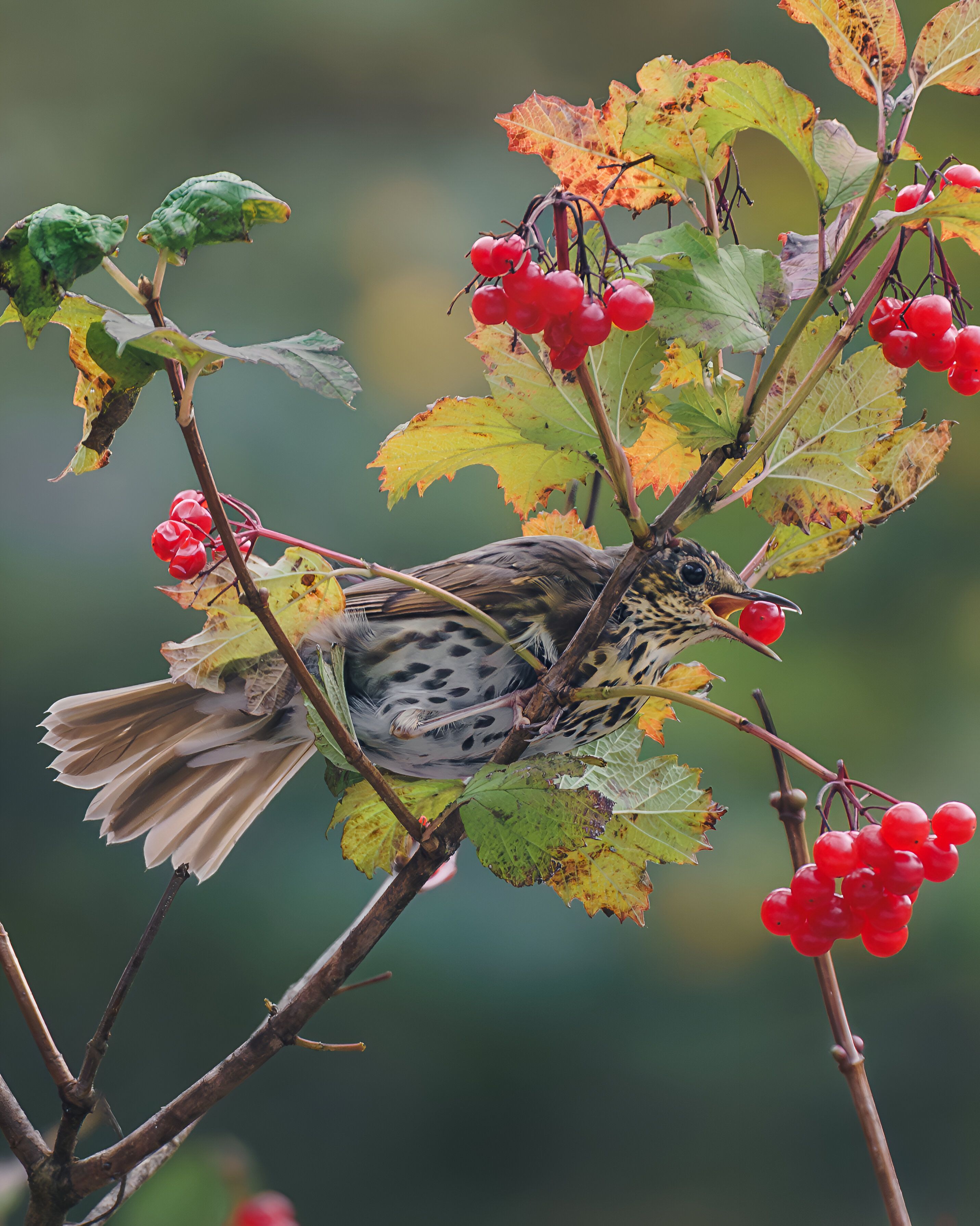 Song Thrush Bird · Free Stock Photo